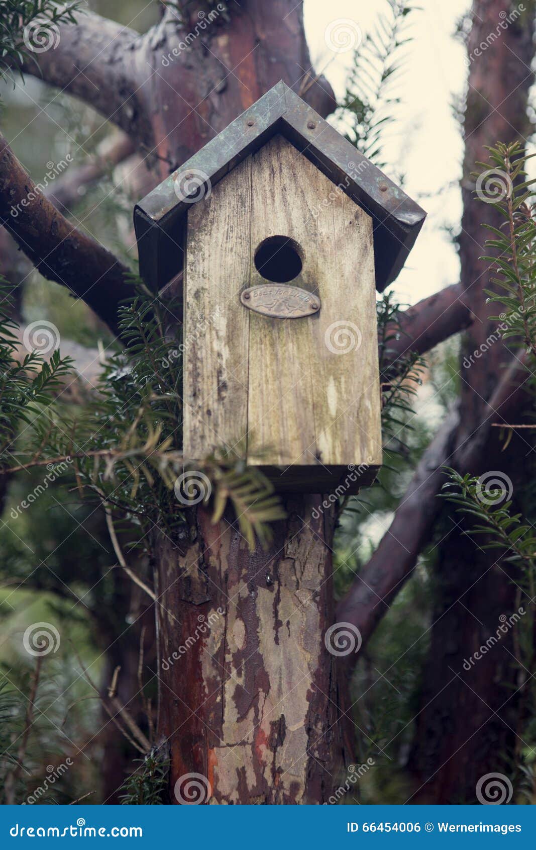 Bird house on a tree stock photo. Image of nest, nature - 66454006
