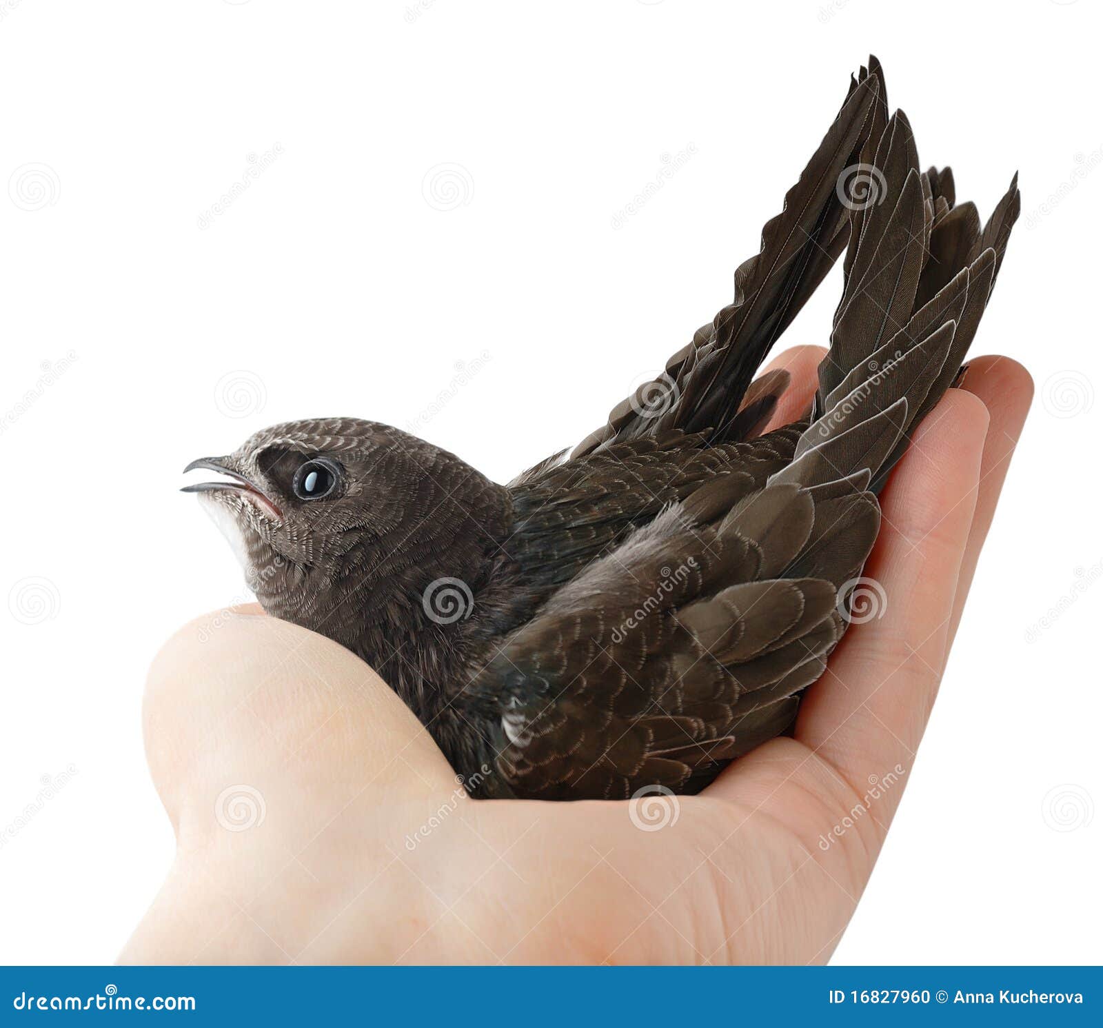 Bird in human hand stock photo. Image of human, hold - 16827960