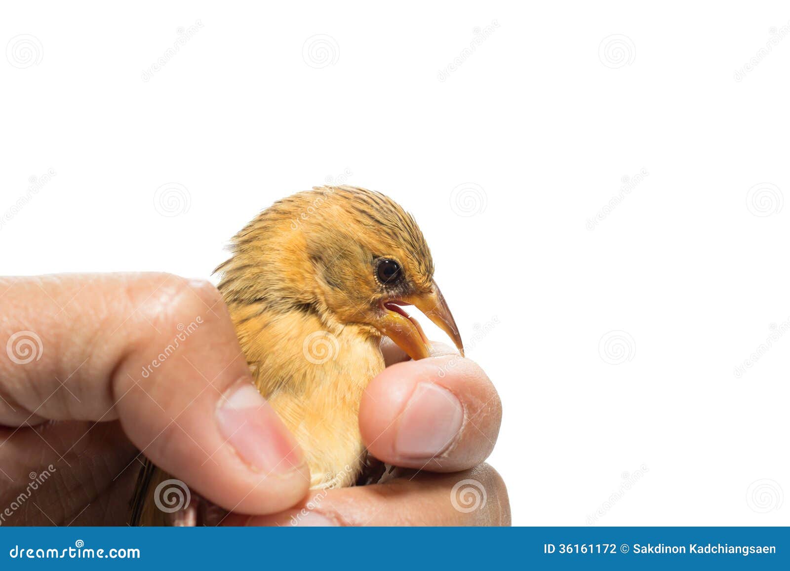 Bird in human hand stock photo. Image of care, hope, closeup - 36161172
