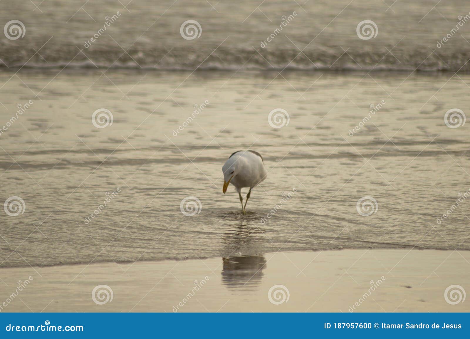 Bird Hunting Fish on the Beach Stock Photo - Image of reflection, beach ...