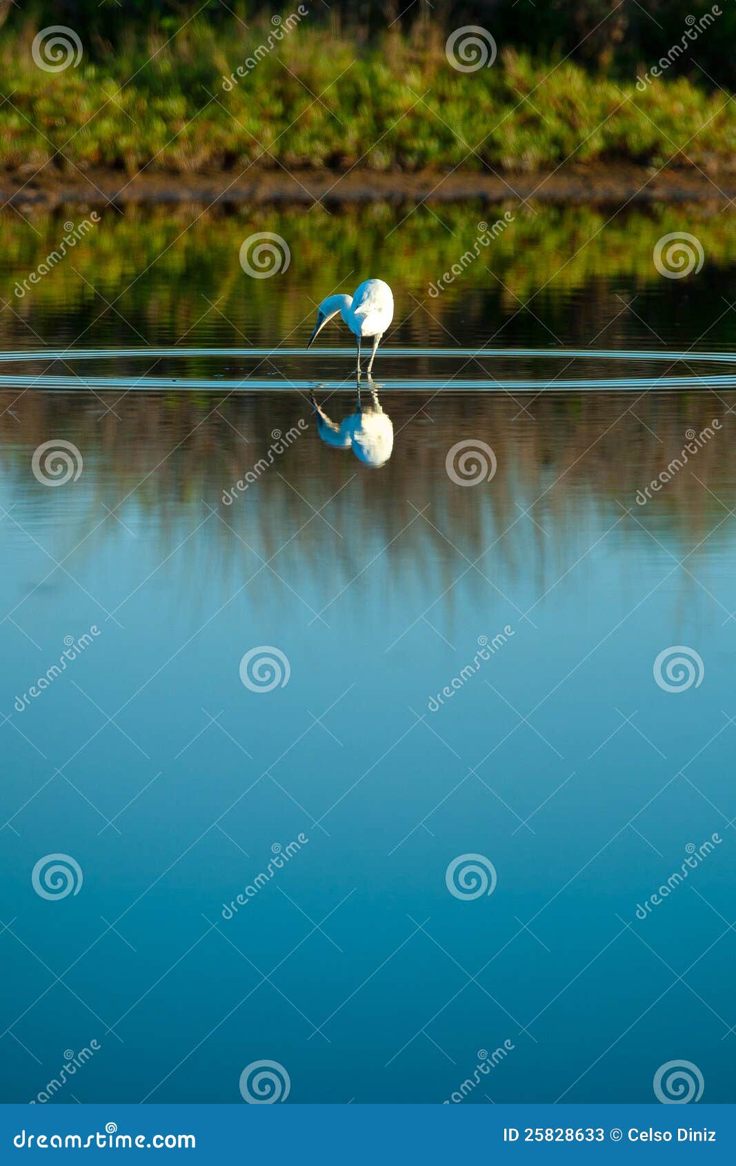 Bird Hunting for Fish in Sea Stock Image - Image of rippled, calm: 25828633