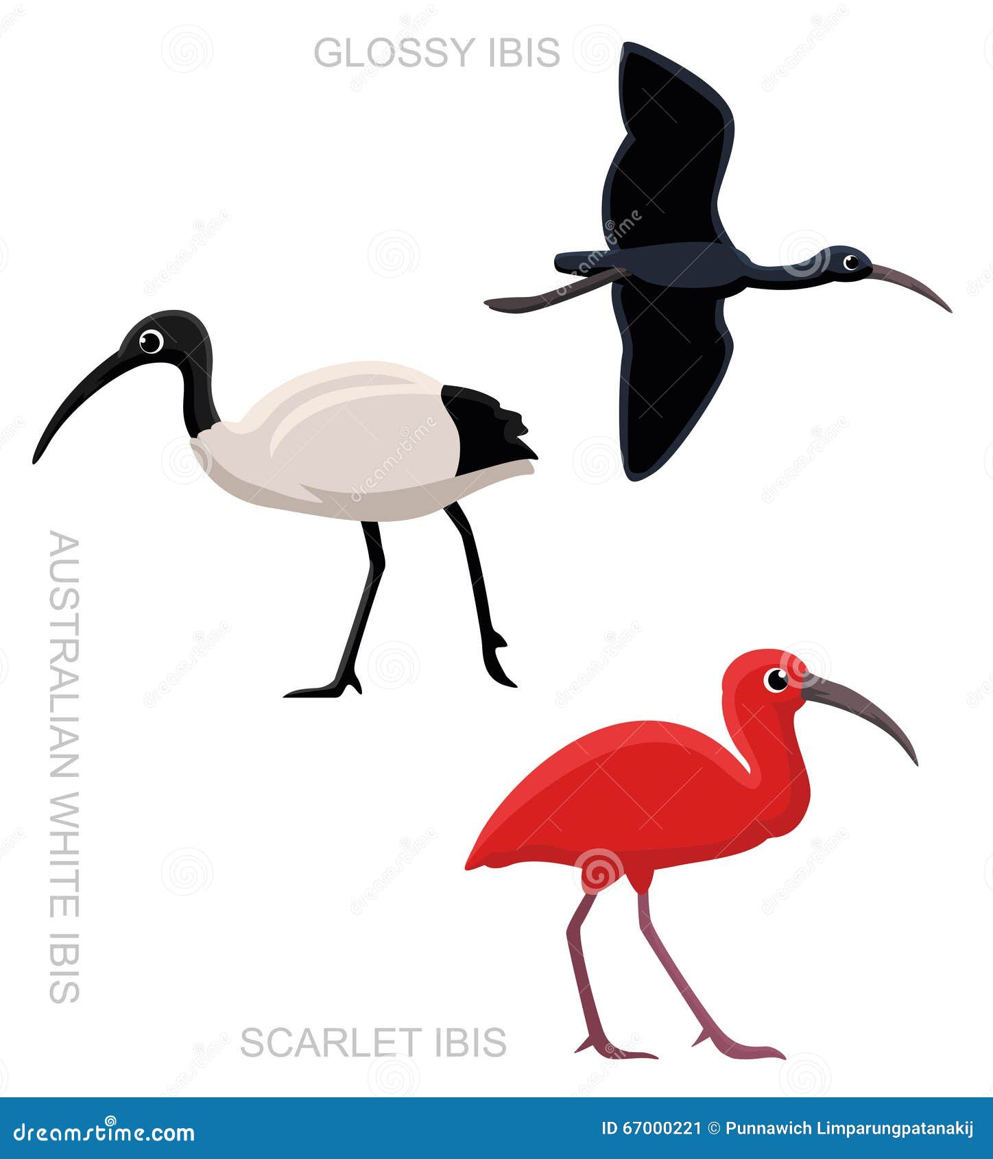 Bird Ibis Vector Illustration | CartoonDealer.com #14827764
