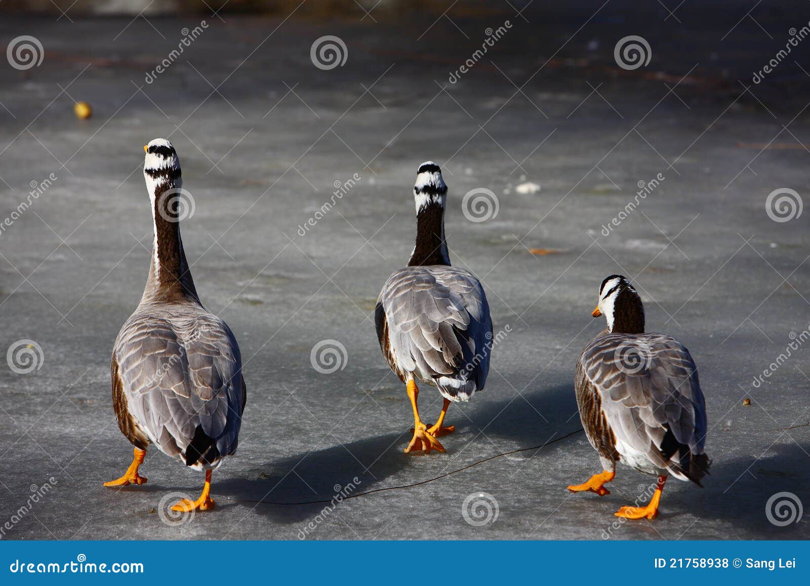 Bird on the ice stock photo. Image of beautiful, nature - 21758938