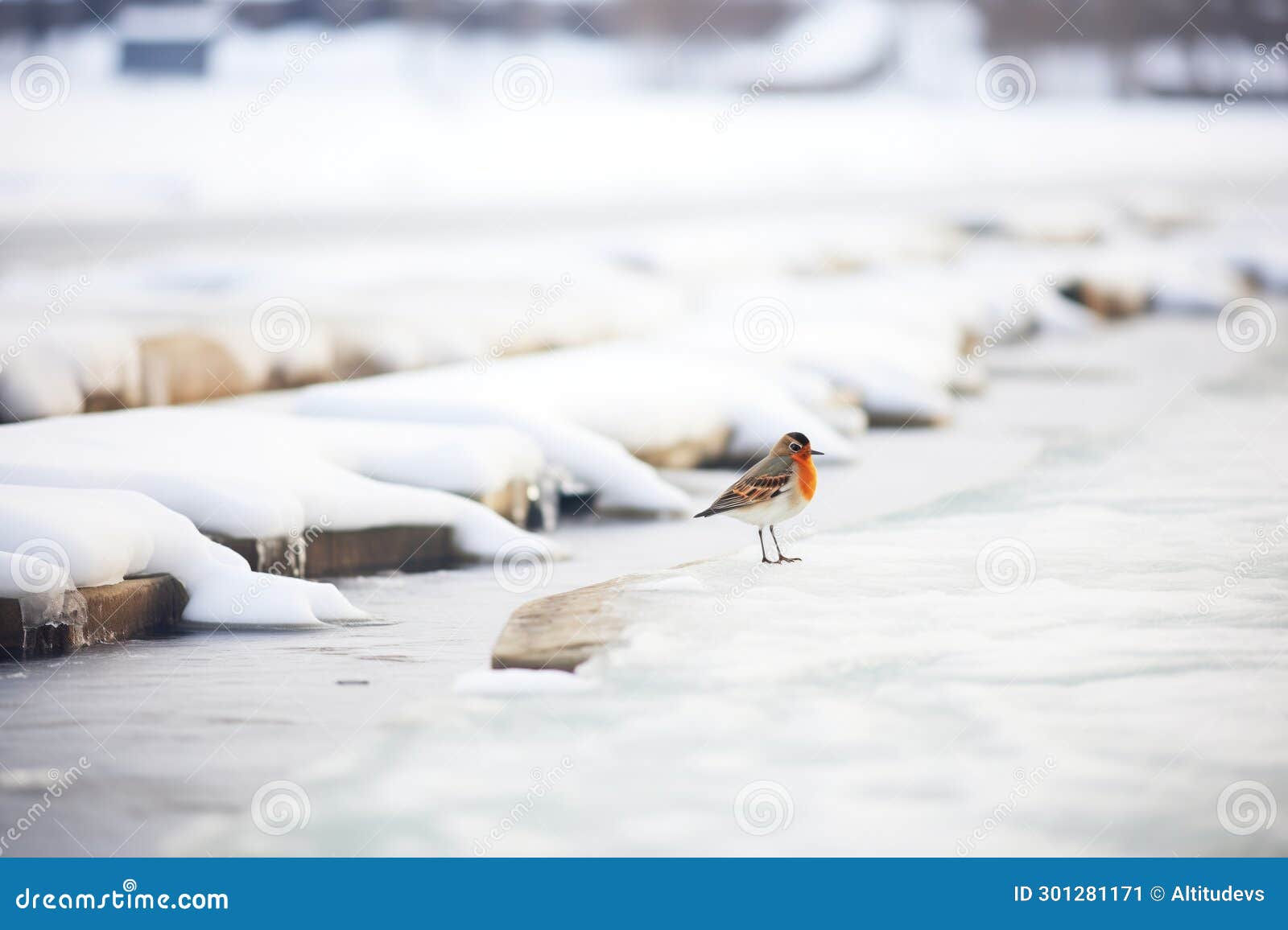 Bird on Ice Edge, River Flowing in Background Stock Illustration ...