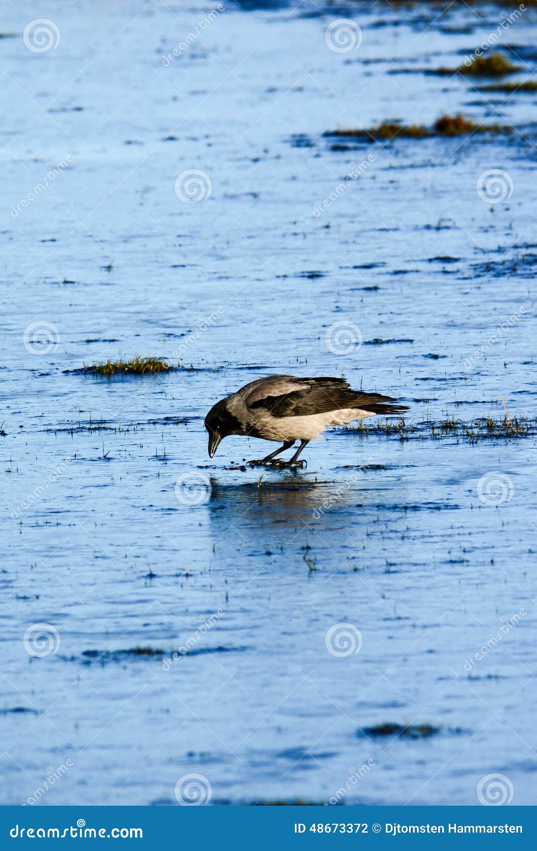 Bird on ice stock photo. Image of pigeon, park, hyde - 48673372