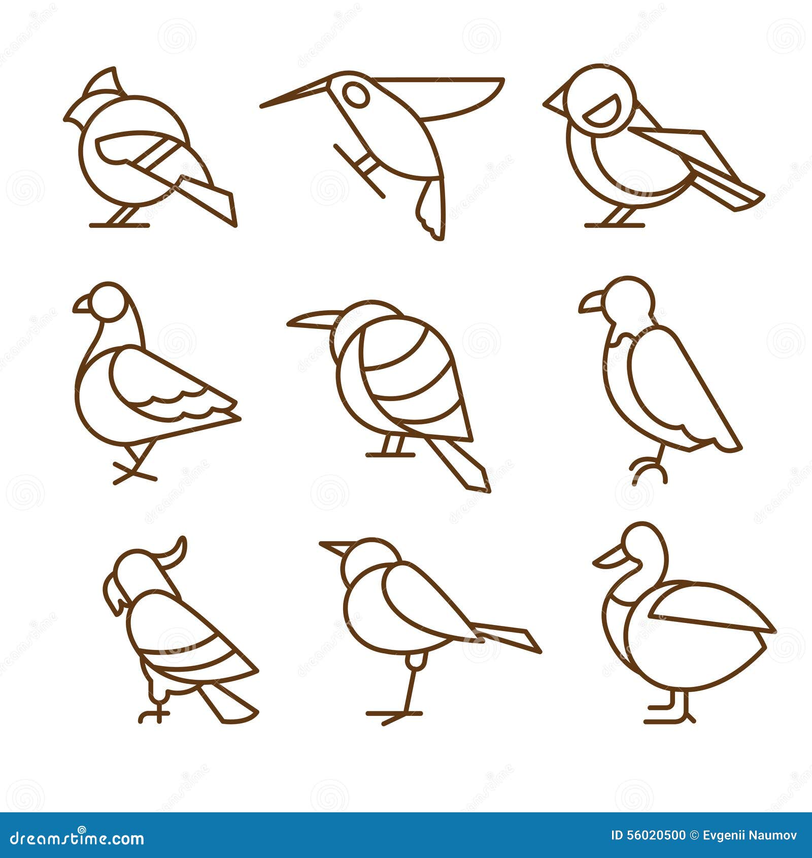 Jackdaw Bird Drawing