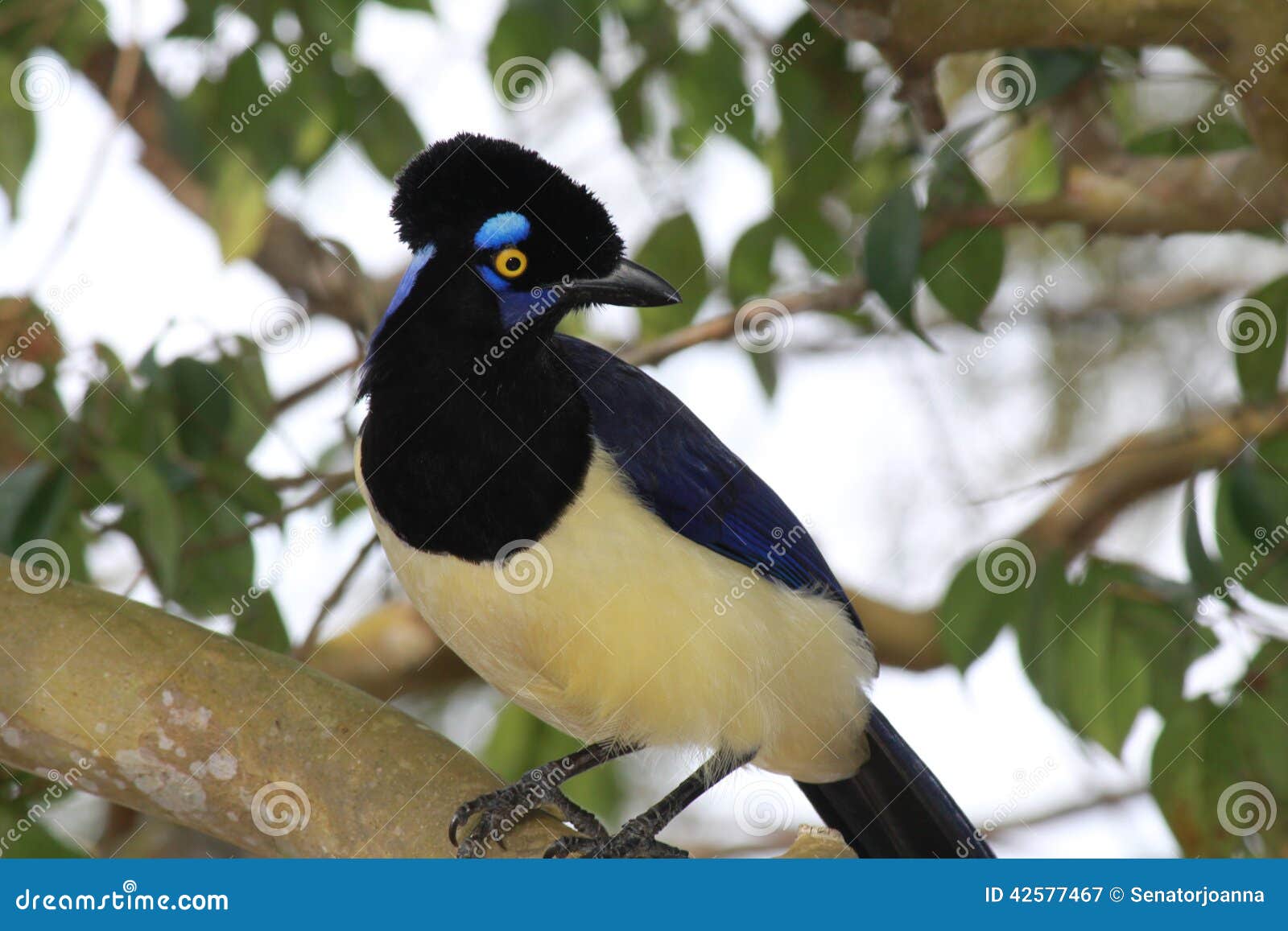 Closeup Photo with Plush-crested Jay, Colorful Bird in the Iguazu Parc ...