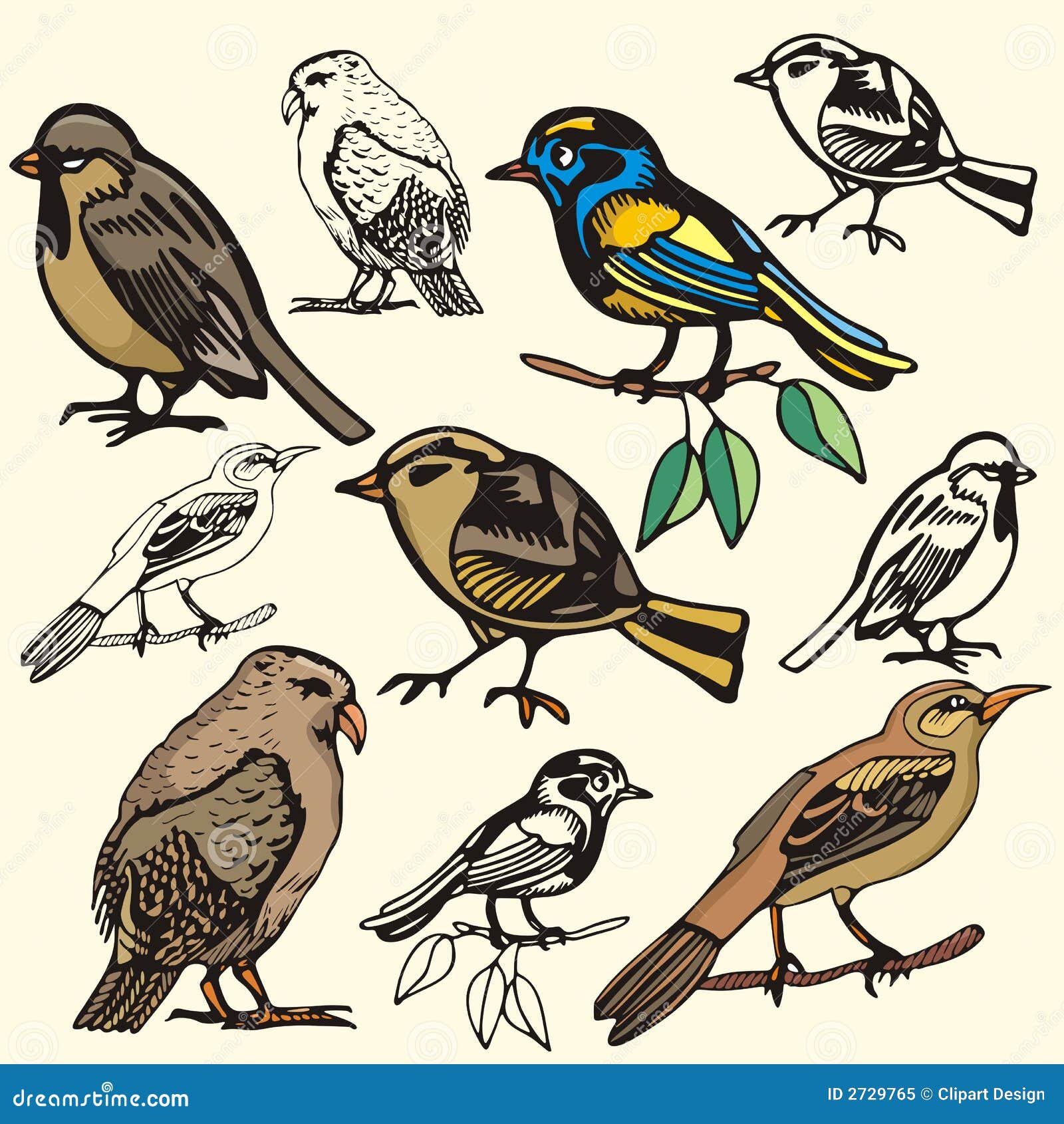 Bird illustration series stock vector. Illustration of hobby - 2729765