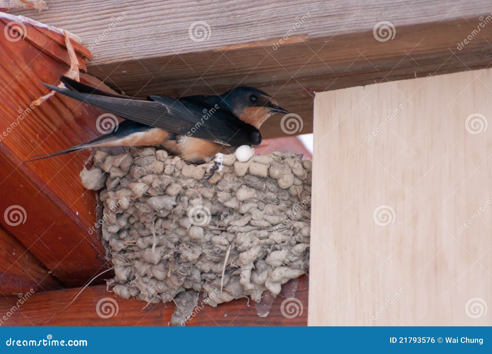 Bird incubating at nest stock photo. Image of blue, wild - 21793576