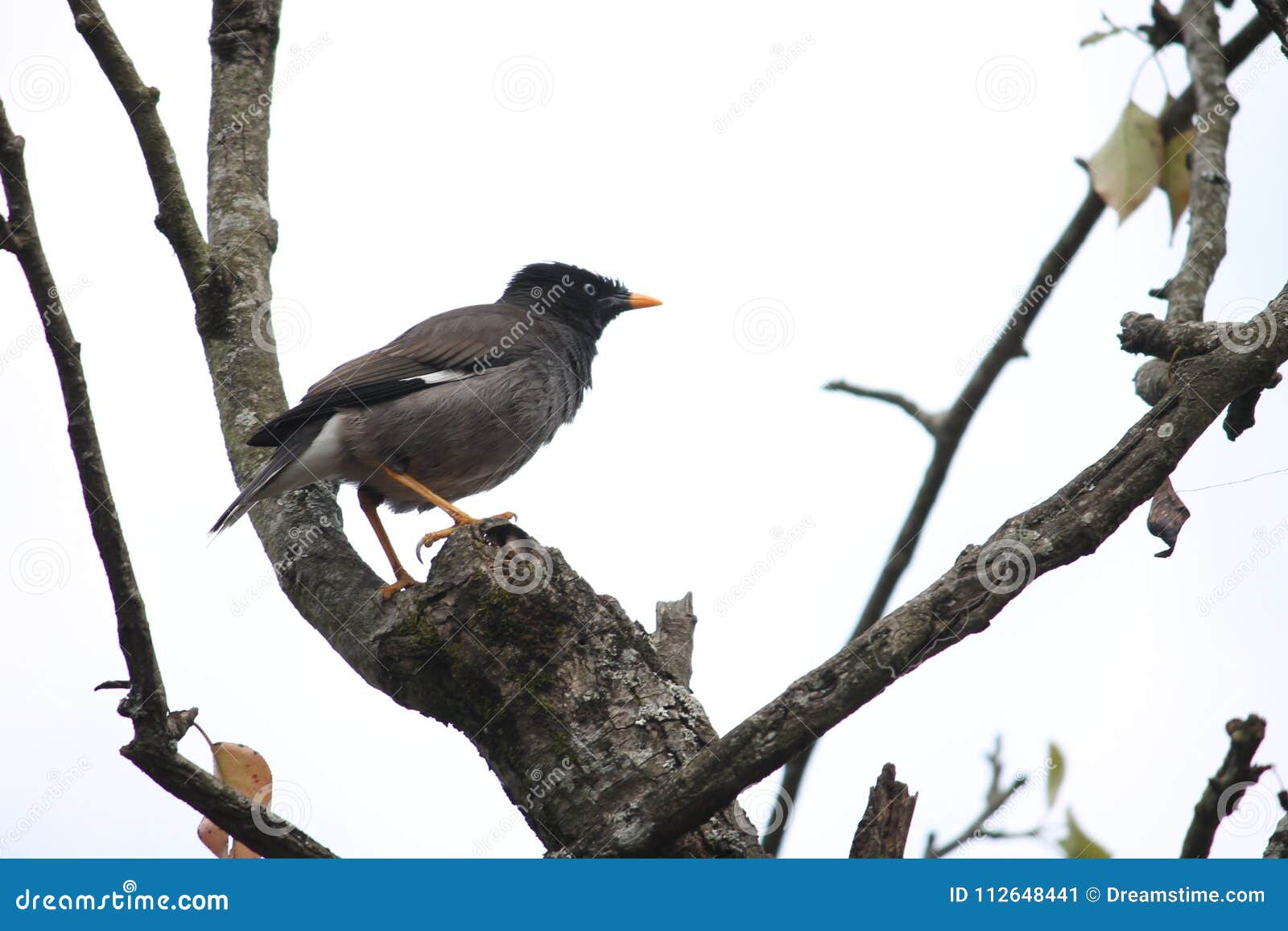 Bird stock image. Image of nature, wild, indian, mainah - 112648441