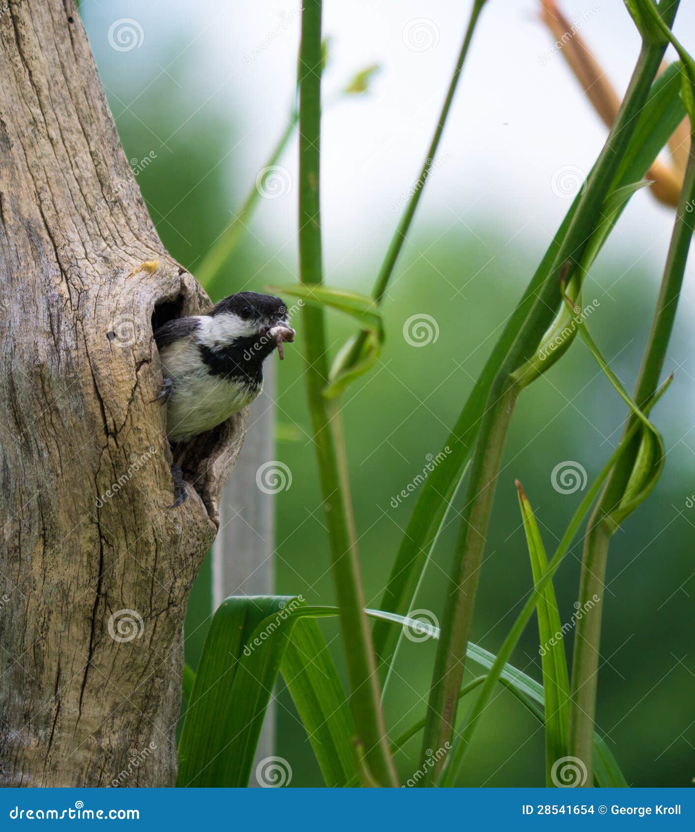 Bird with Insect in Hole in Tree Stock Photo - Image of dinner ...