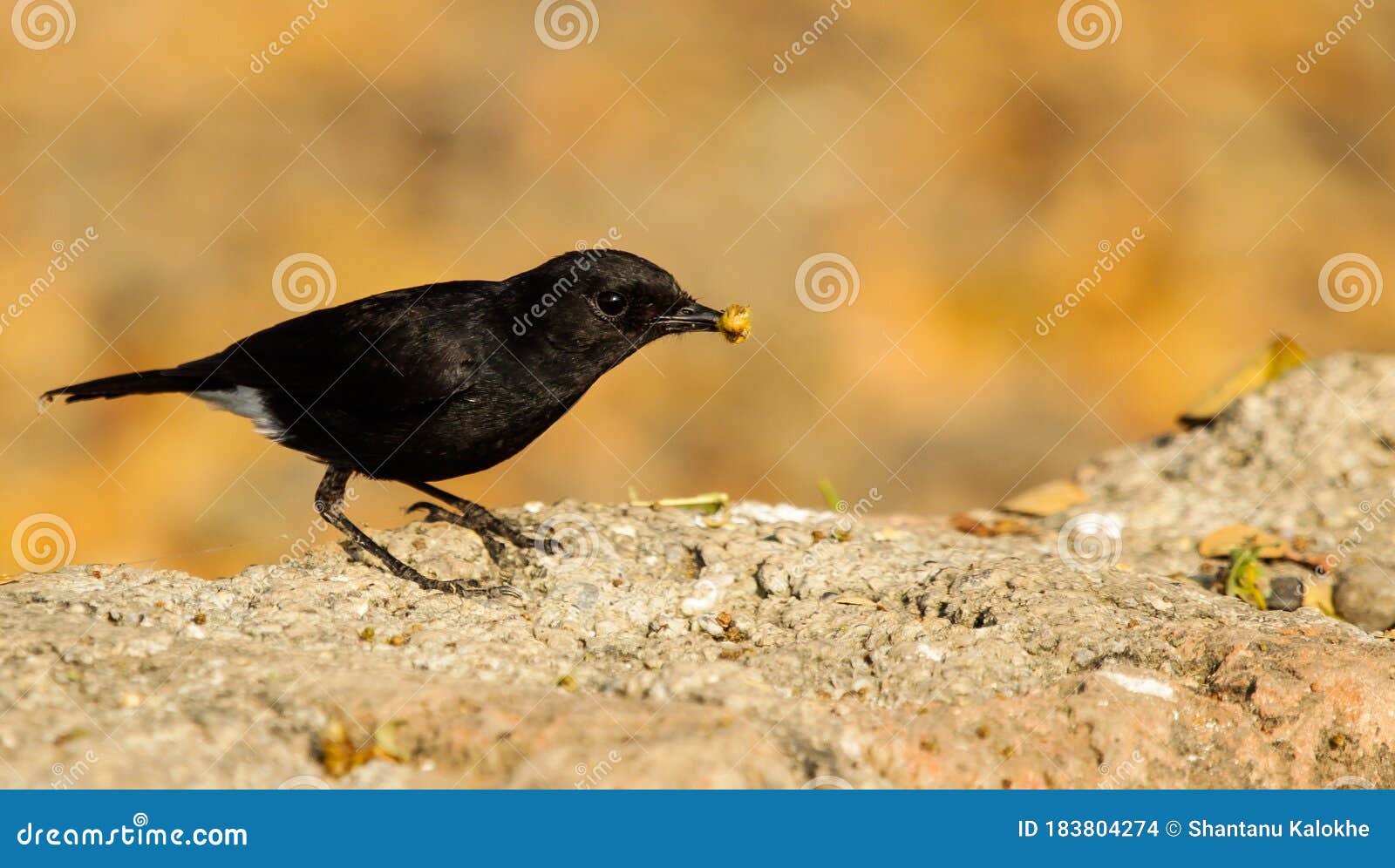A Bird with Insect in Its Beak. Stock Photo - Image of finch, nature ...