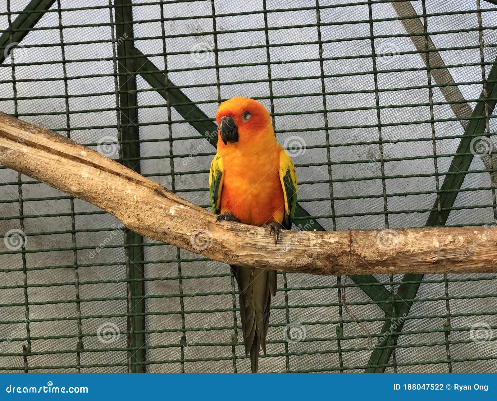 Bird inside the cage stock photo. Image of fluffy, farm - 188047522