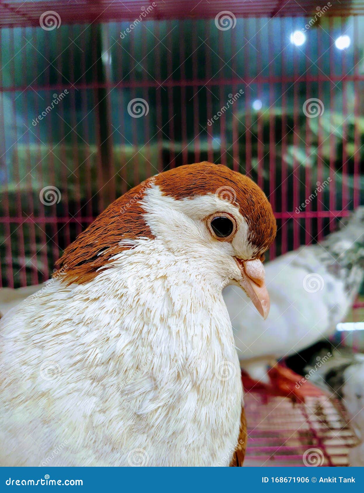 Bird inside the cage stock photo. Image of beautiful - 168671906