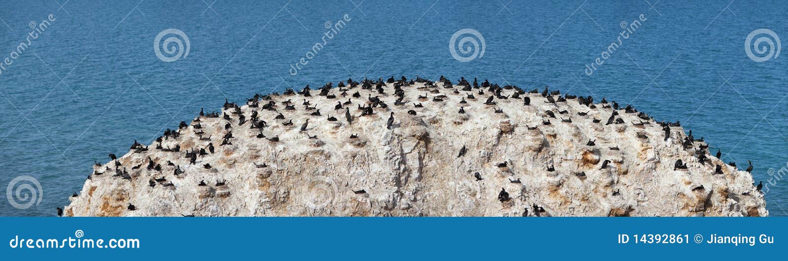 Bird island stock image. Image of birth, lake, bird, cormorant - 14392861
