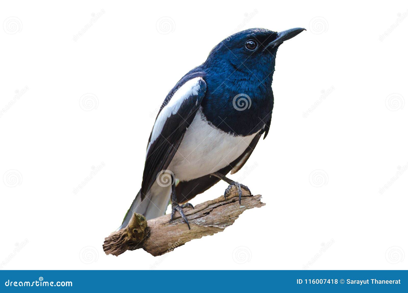 Bird Isolate Black and White Oriental Magpie Robin Birds Fly Blurry ...