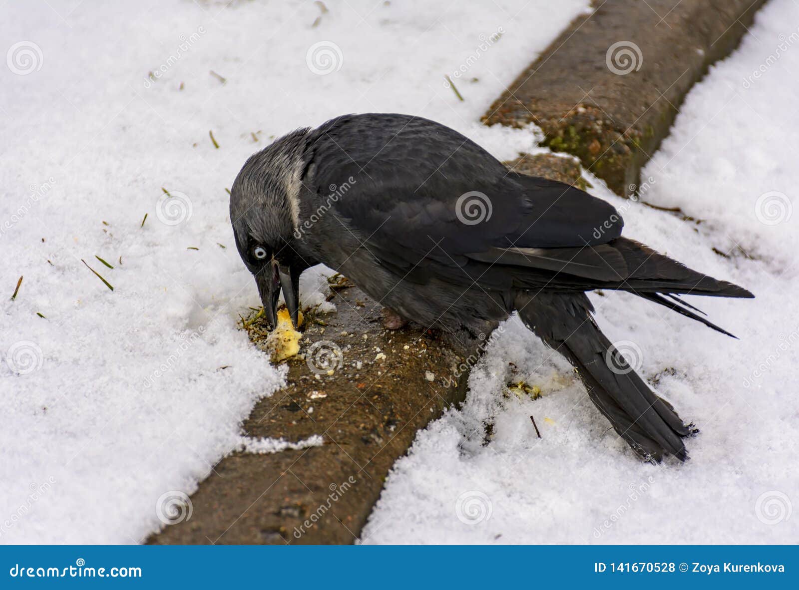 The Bird is a Jackdaw Eats Crackers Thrown on Her Lawn Stock Photo ...
