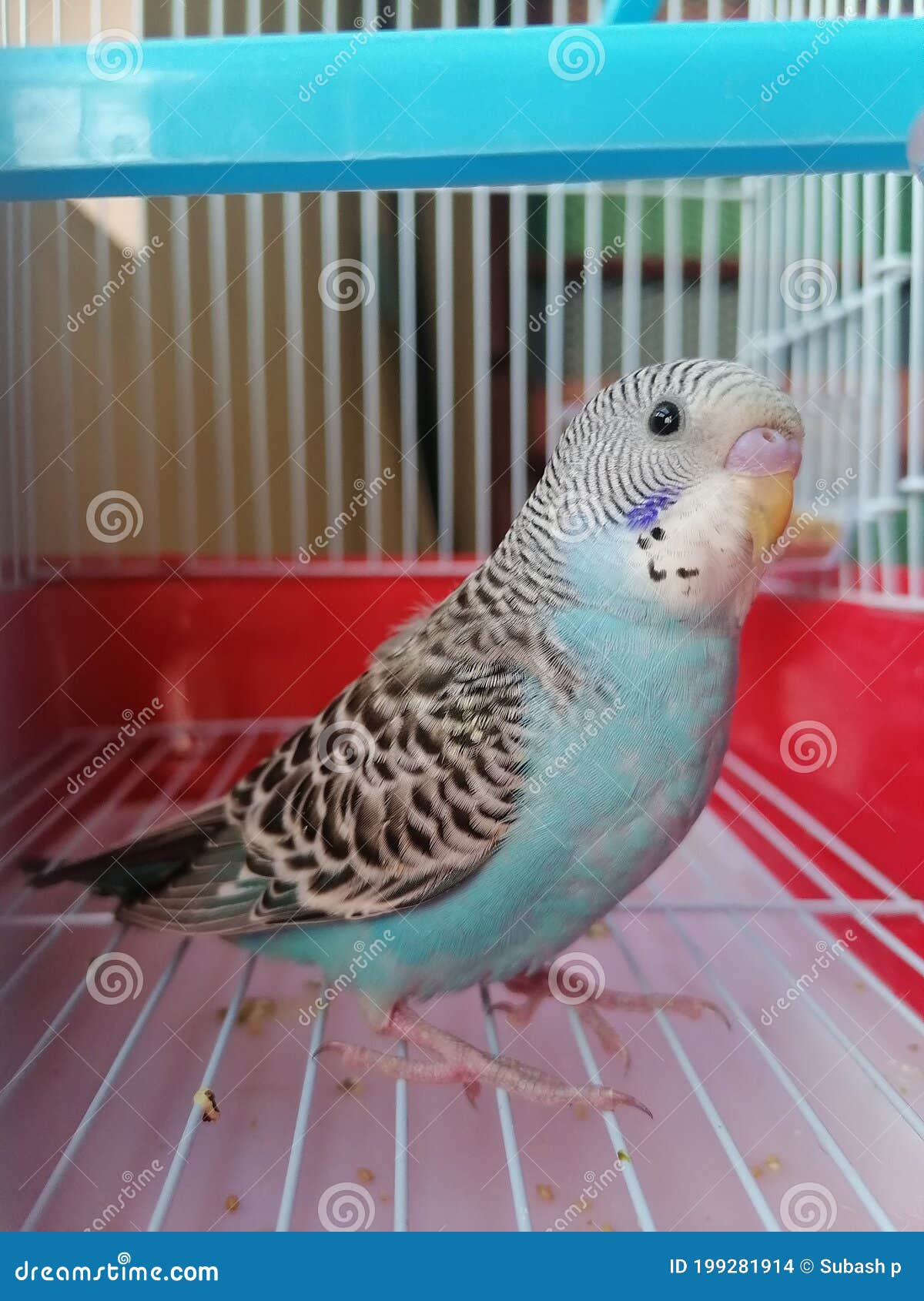 Bird in jail stock photo. Image of bird, wonders, parrot - 199281914
