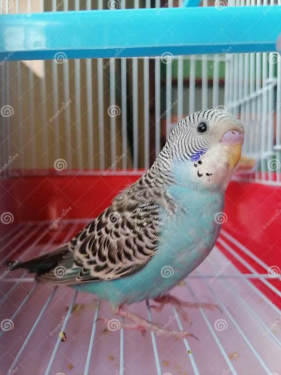 Bird in jail stock photo. Image of bird, wonders, parrot - 199281914