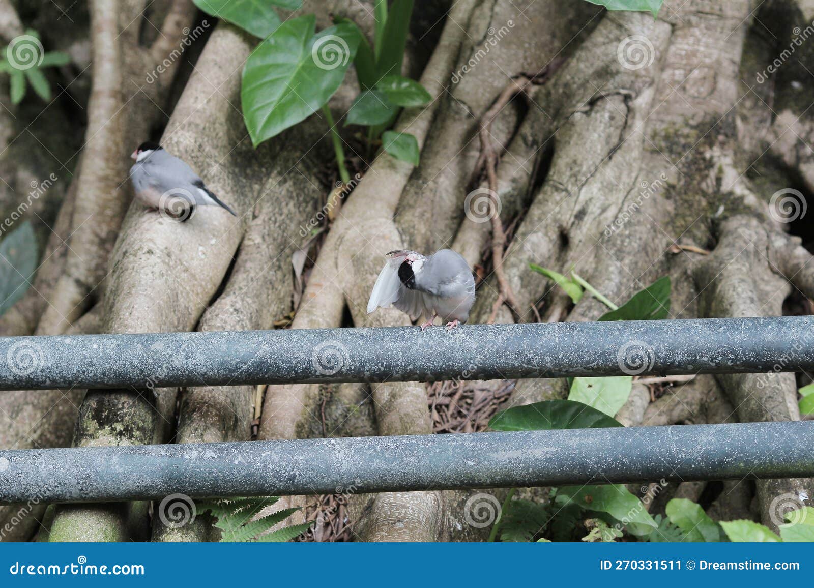 A Bird, a Java Sparrow at Hong Kong Park Stock Image - Image of feather ...