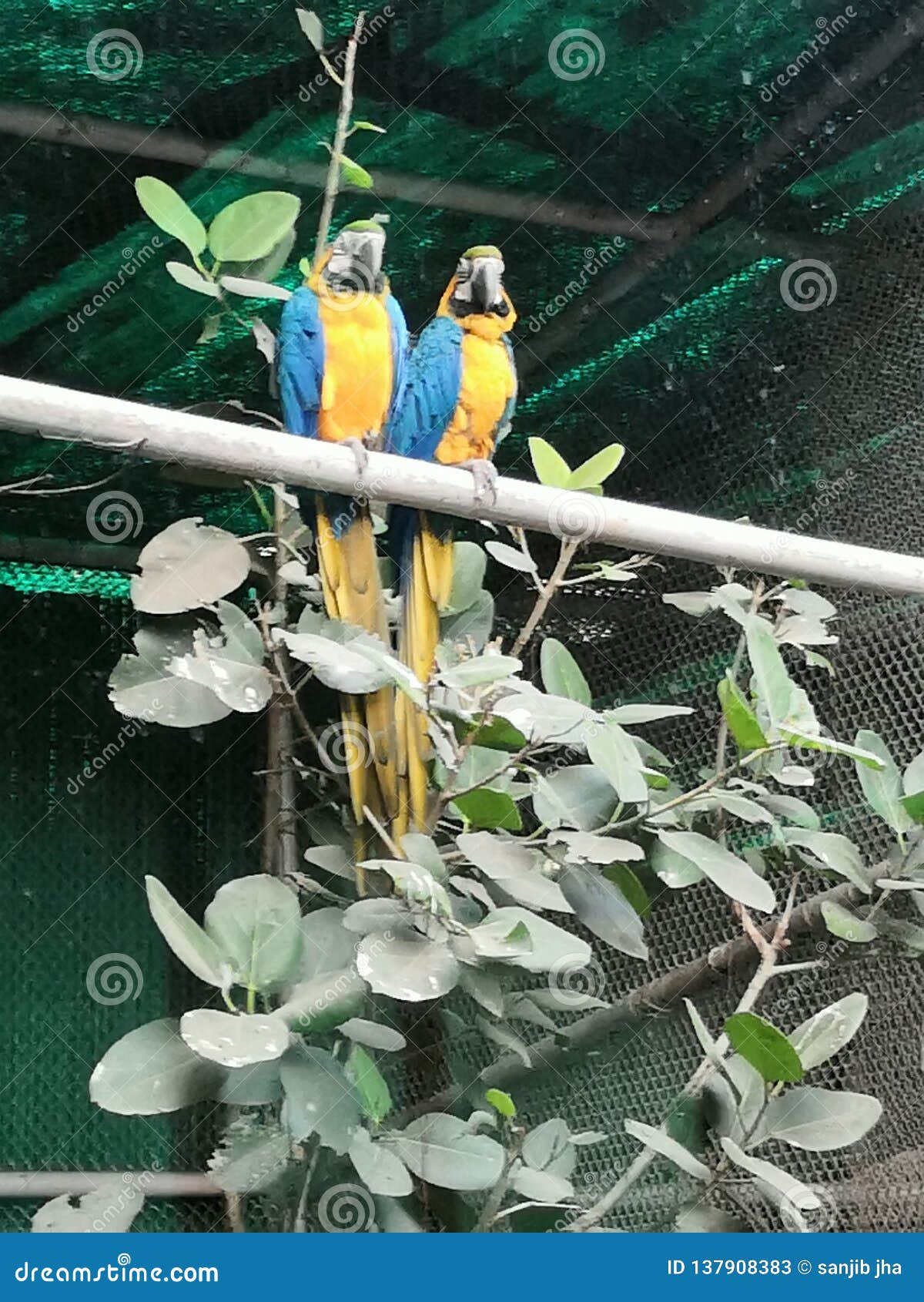 Bird stock image. Image of cute, yellow, bird, birds - 137908383