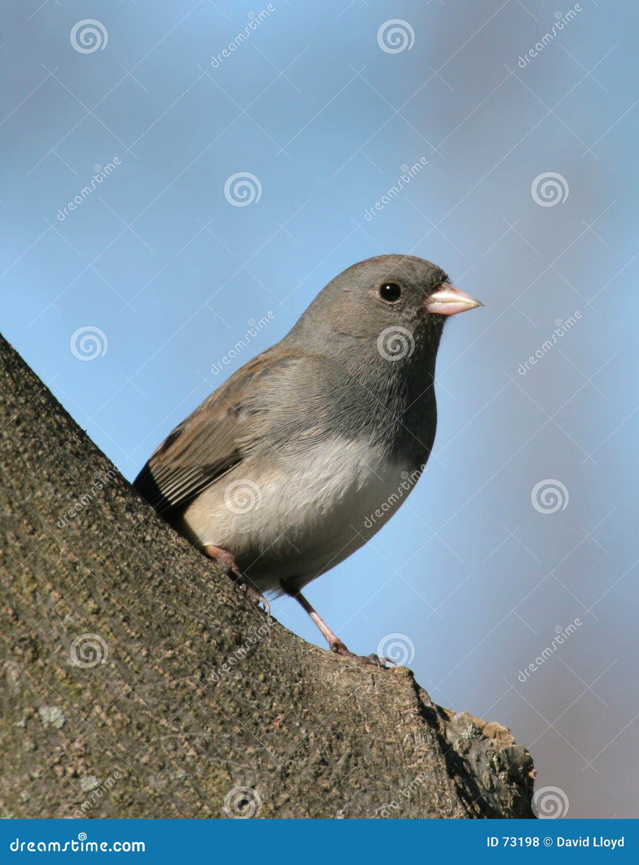 Bird (Junco) on branch stock photo. Image of flying, bird - 73198