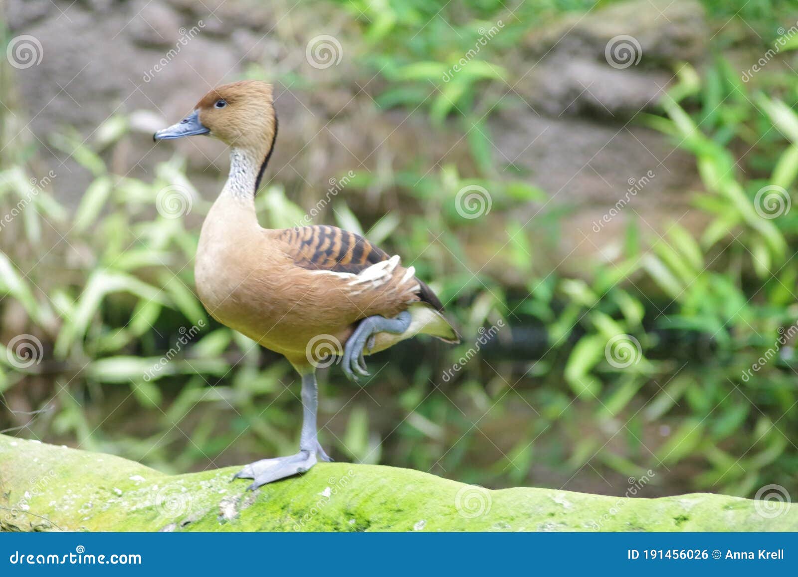 Bird in the Jungle with Blue Legs. Stock Photo - Image of jungle, heron ...