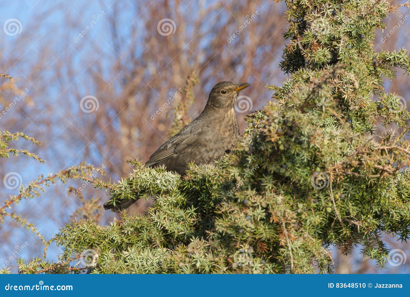 Bird in juniper bush stock photo. Image of juniper, scandinavia - 83648510