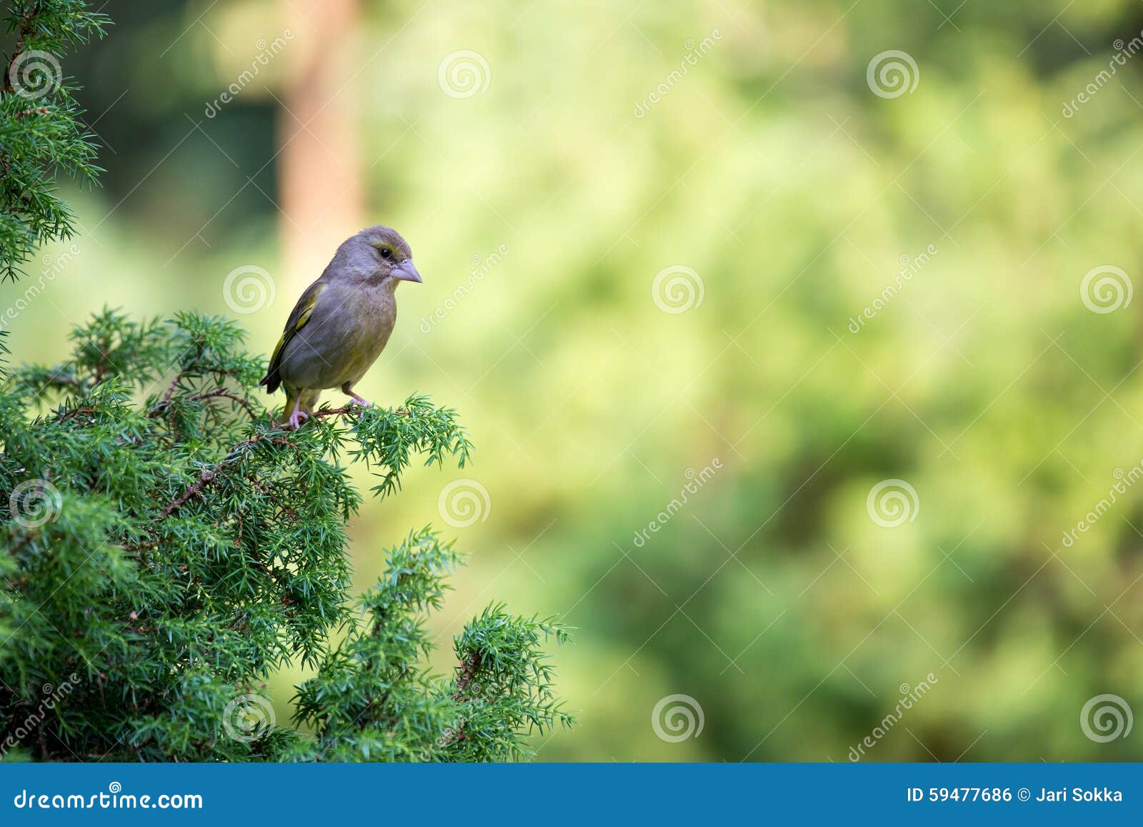 Bird on juniper stock photo. Image of background, feather - 59477686