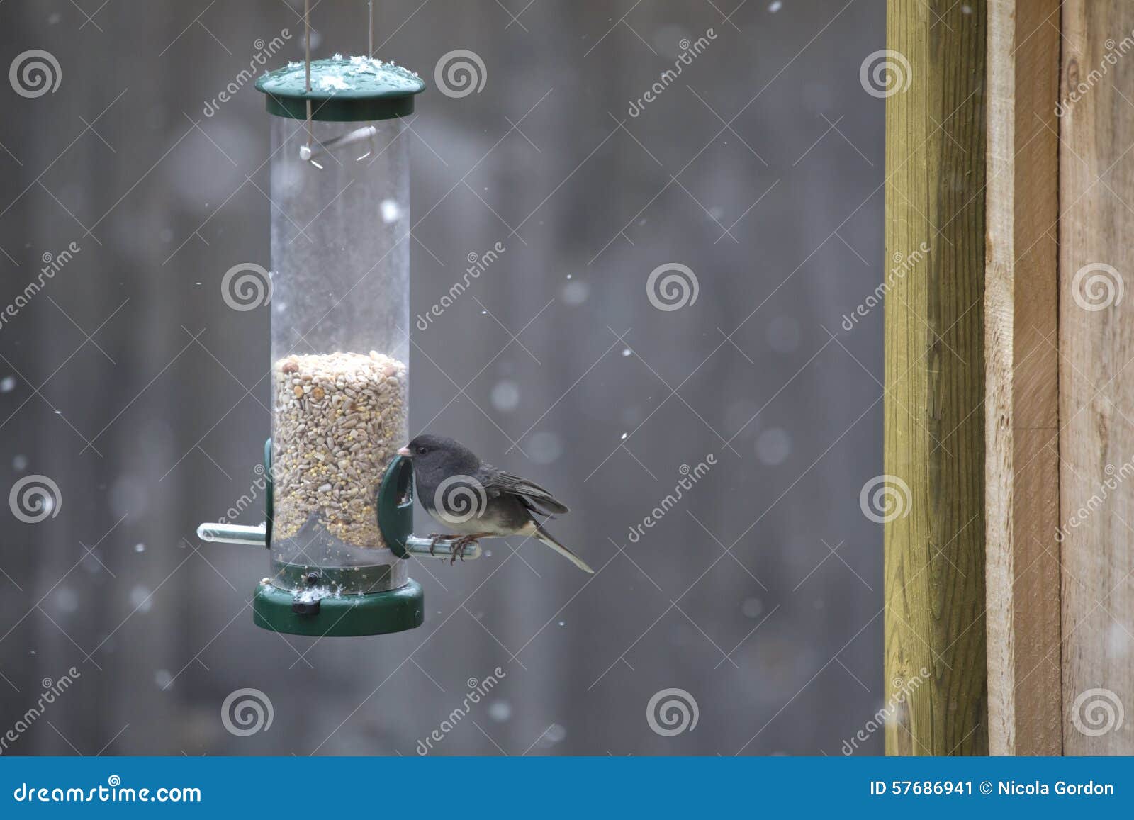 Bird - Junko stock image. Image of junko, seed, wildlife - 57686941