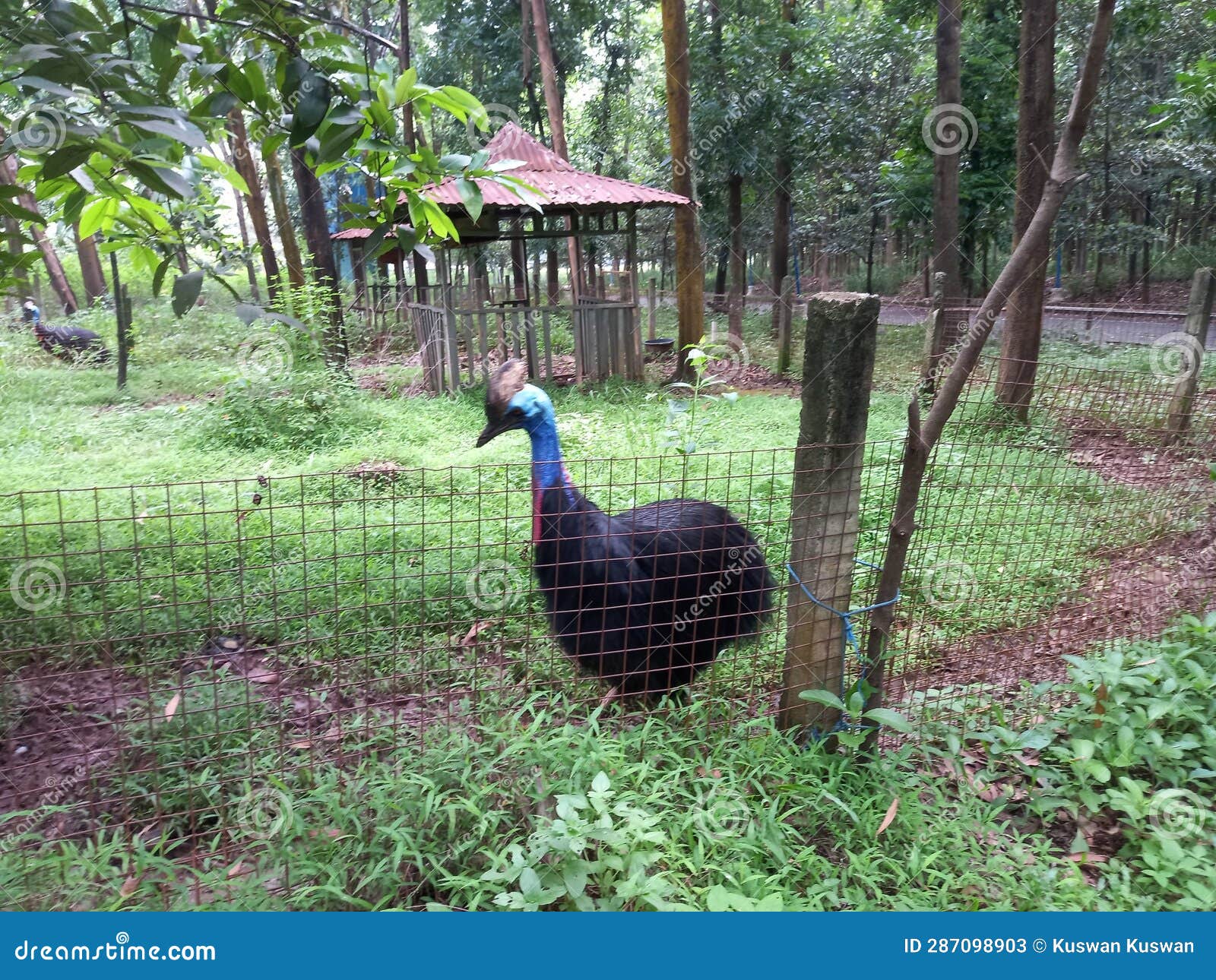 Bird Kasuari in Alzaytun Campus Indramayu Stock Image - Image of ...