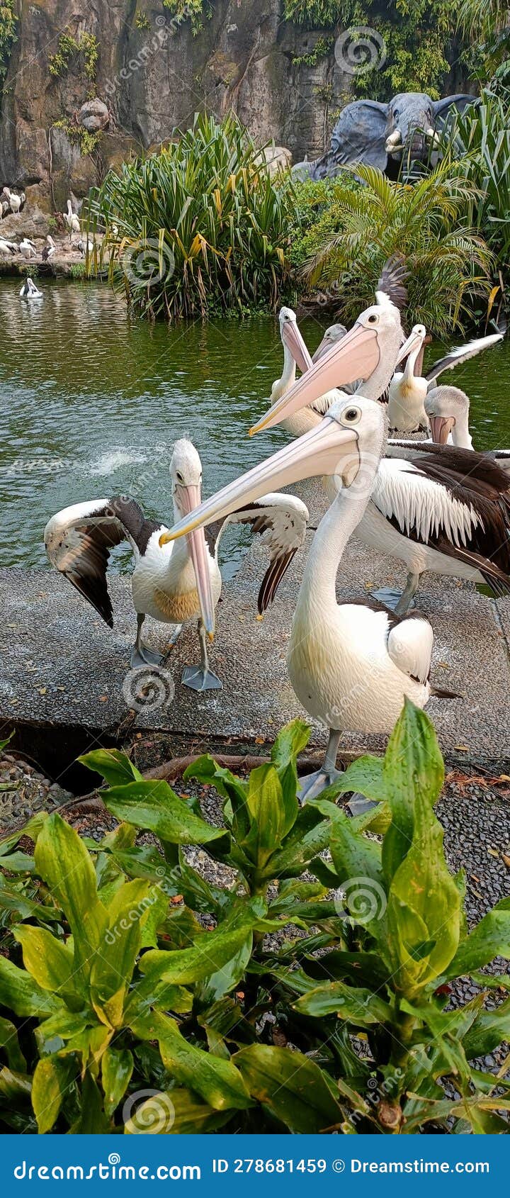 BIRD stock image. Image of kebon, ducks, waterfowl, pond - 278681459