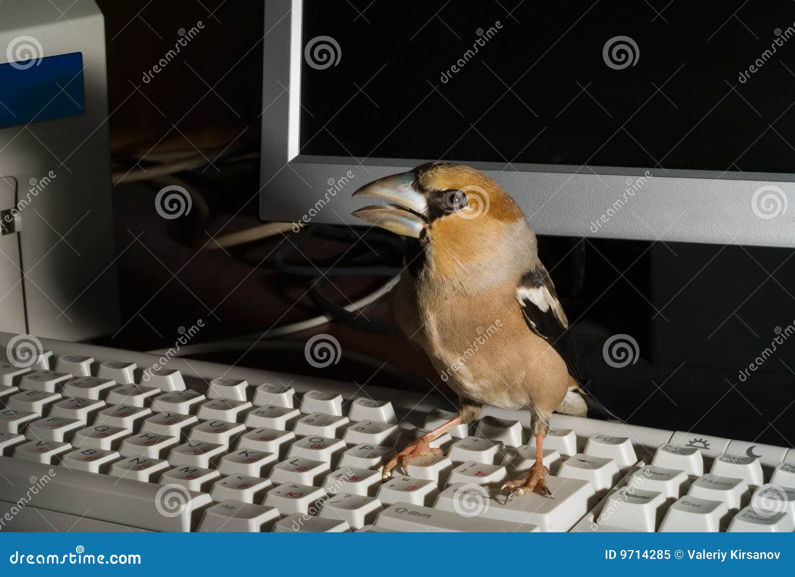 Bird On Keyboard Picture. Image: 9714285