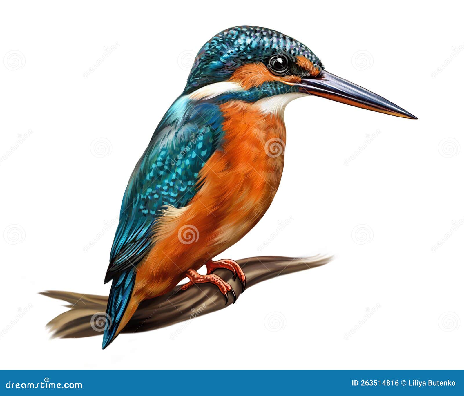 Kingfisher, Alcedo Atthis Stock Photo | CartoonDealer.com #302199312 Kingfisher, Alcedo Atthis Stock Photo | CartoonDealer.com #302199312