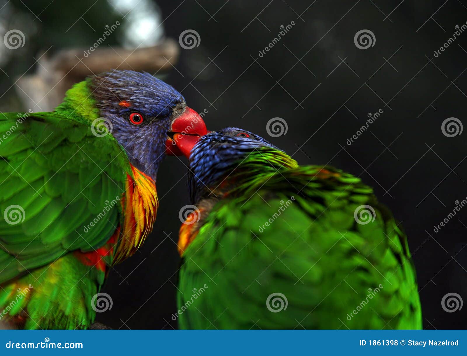 Bird kiss stock photo. Image of friendship, lorikeet, mates - 1861398