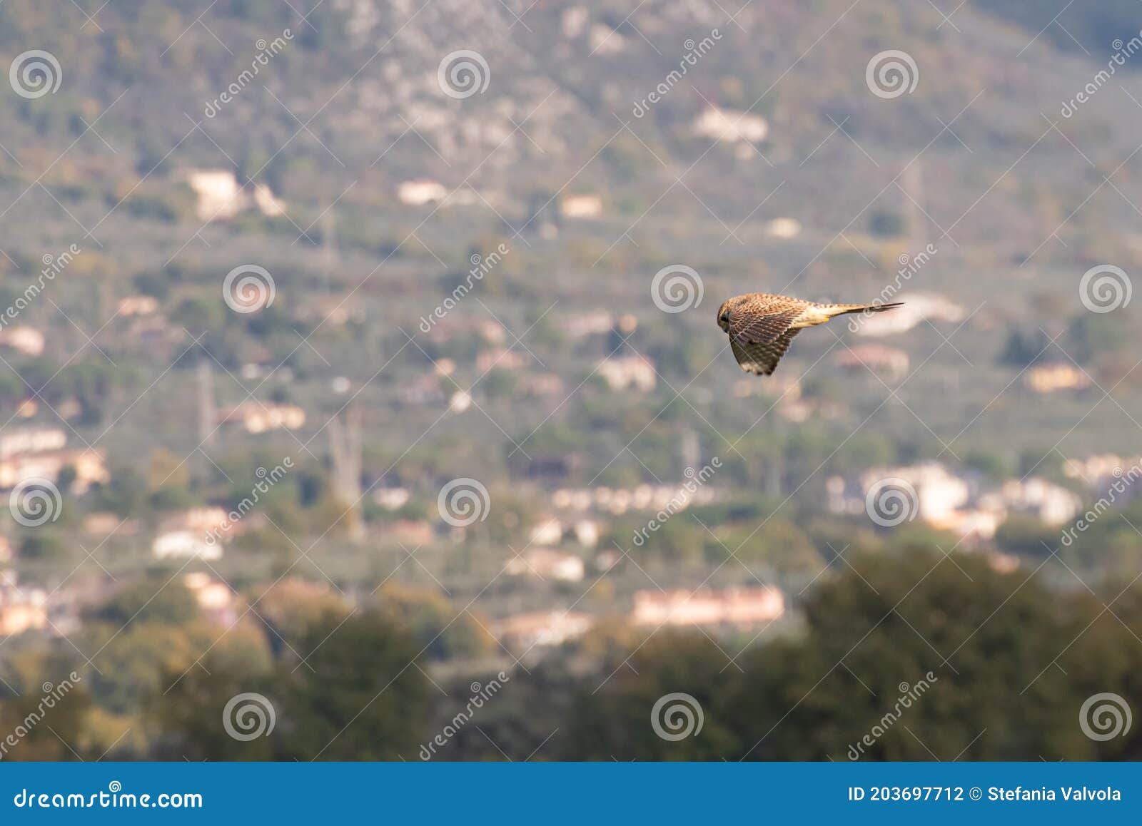 Bird of the Kite Species in Flight Over the Countryside Stock Photo ...