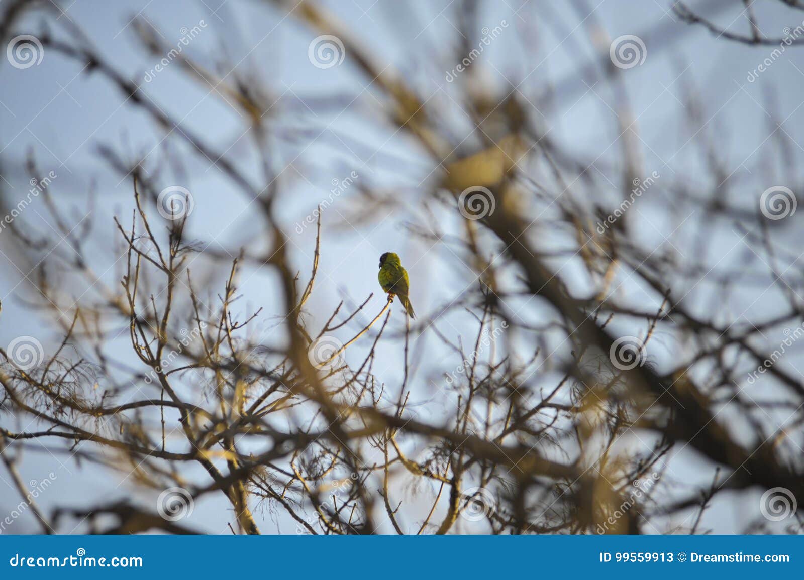 Bird stock image. Image of branches, bird, labyrinth - 99559913