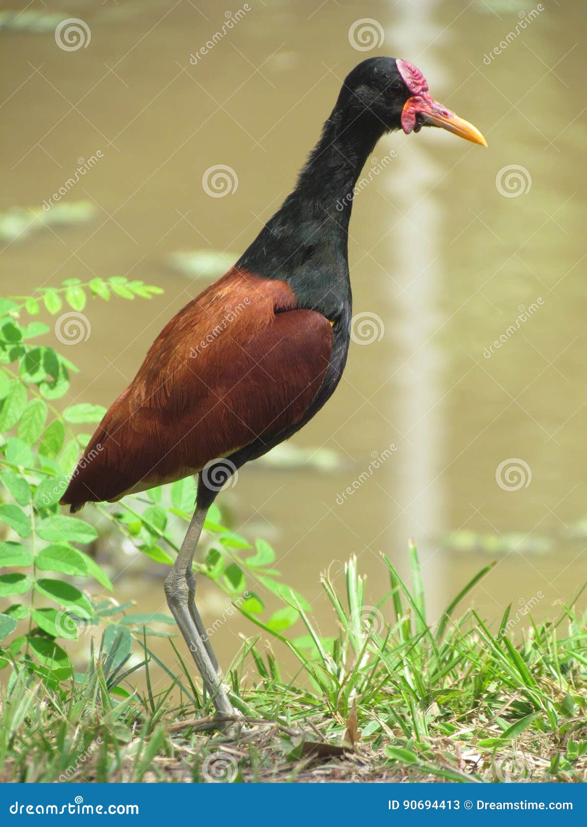 Bird in the lagoon stock image. Image of animal, lagoon - 90694413
