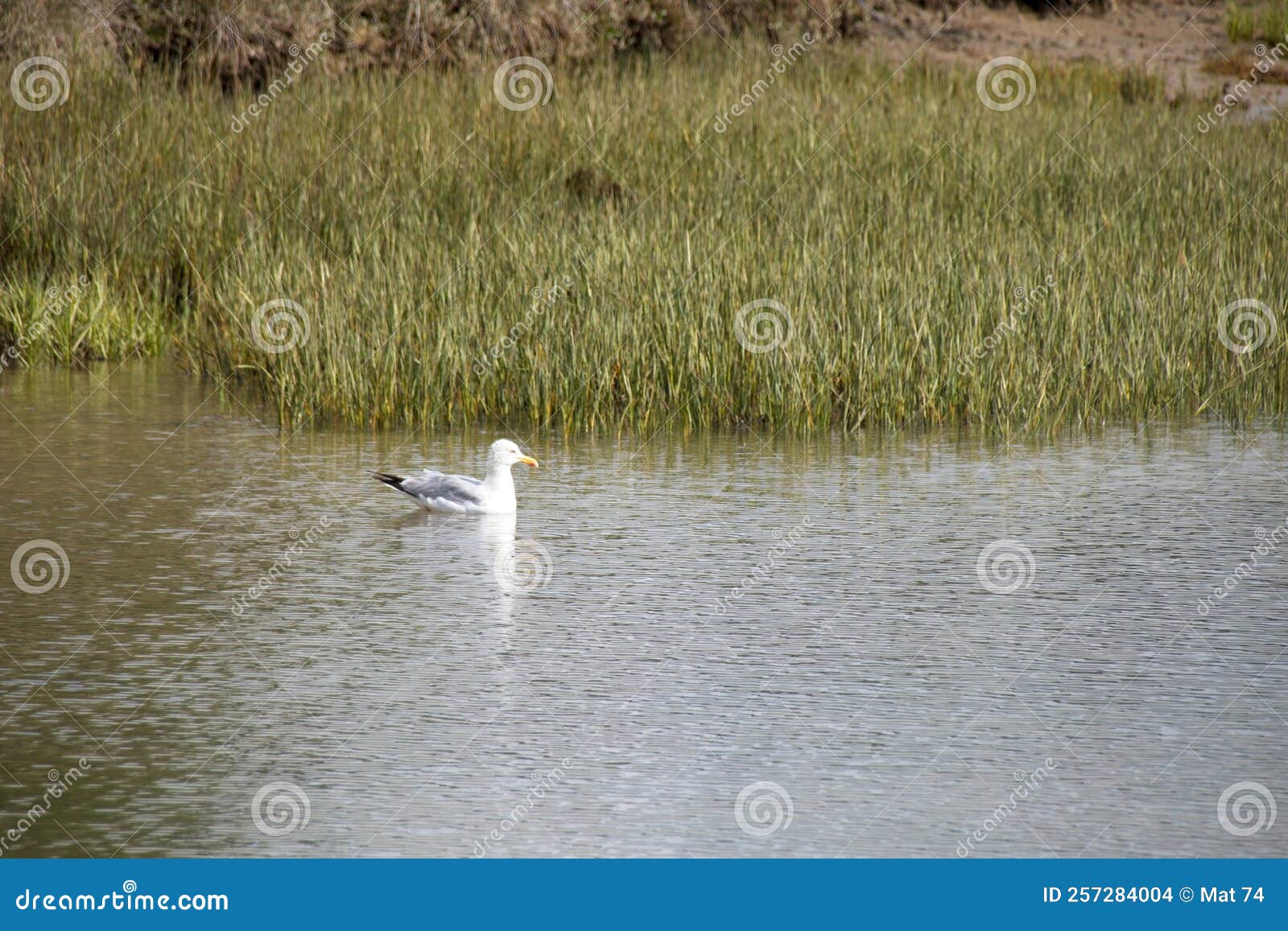 Bird on the lake stock photo. Image of reflection, flight - 257284004
