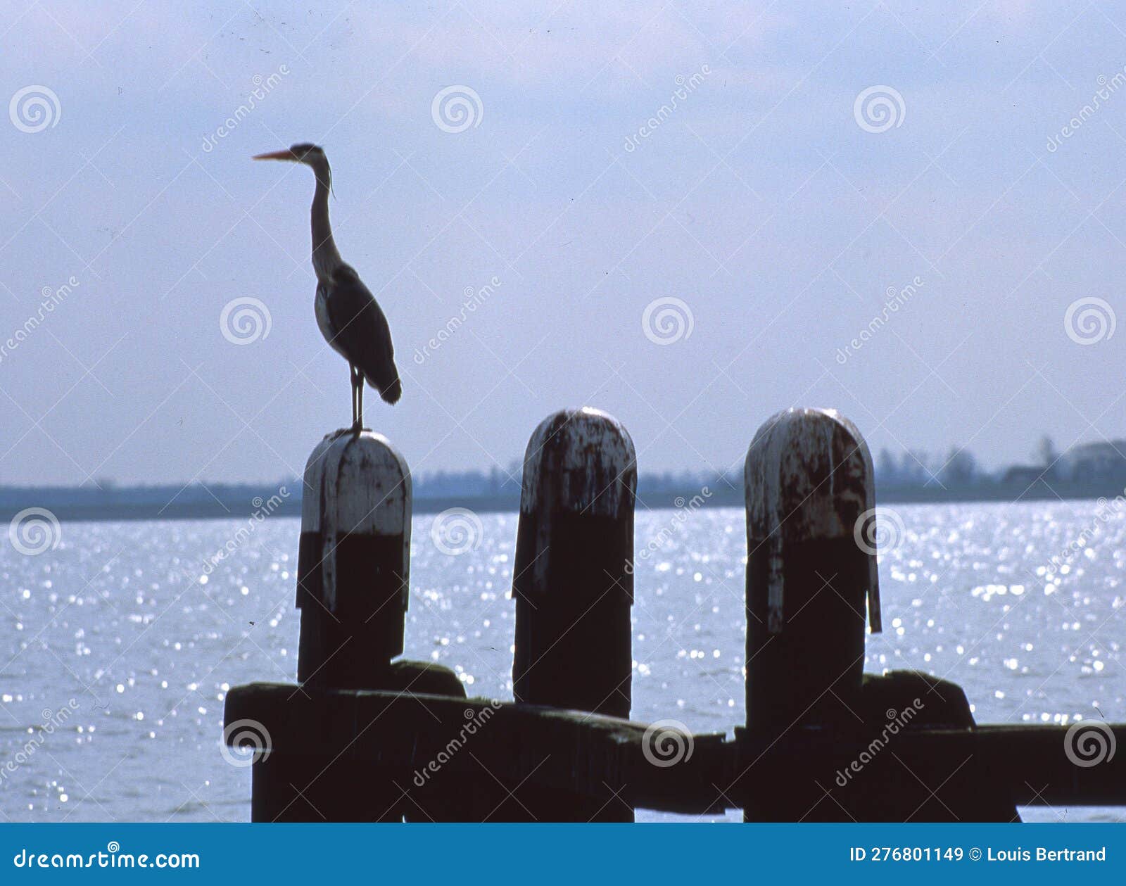 Bird in lake stock image. Image of pier, coast, travel - 276801149