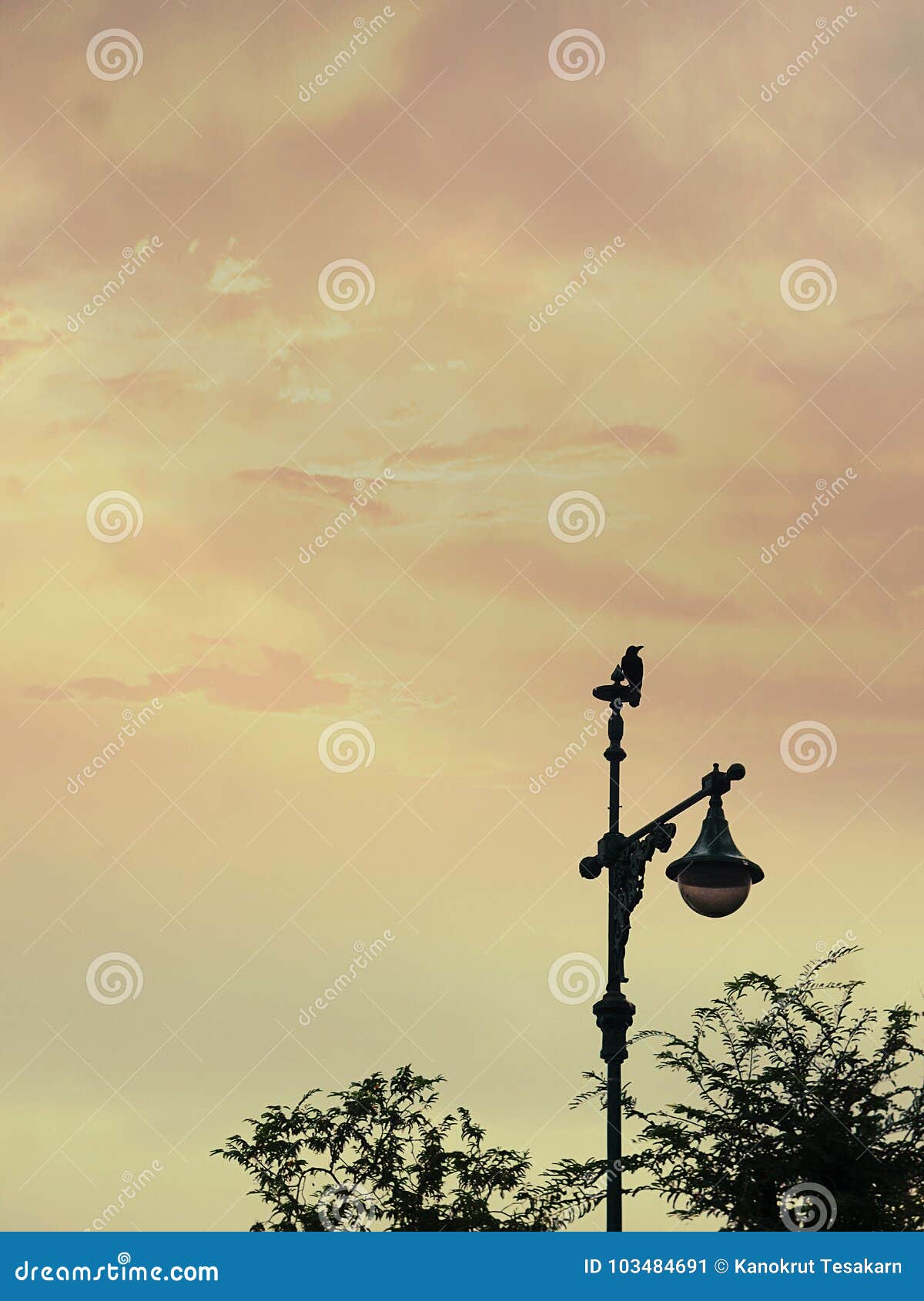Bird on Lamp Post in Evening Stock Image - Image of evening, alone ...
