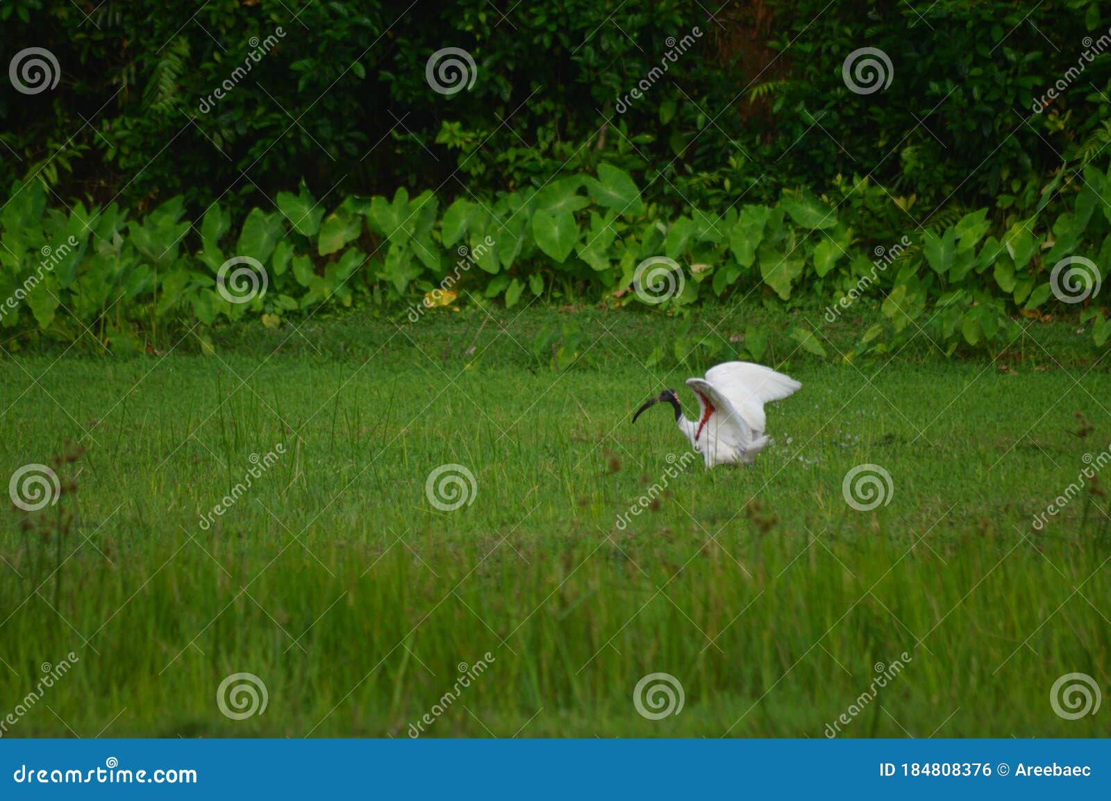 Bird Landed on Grass Field Black Headed Ibis Stock Photo - Image of ...