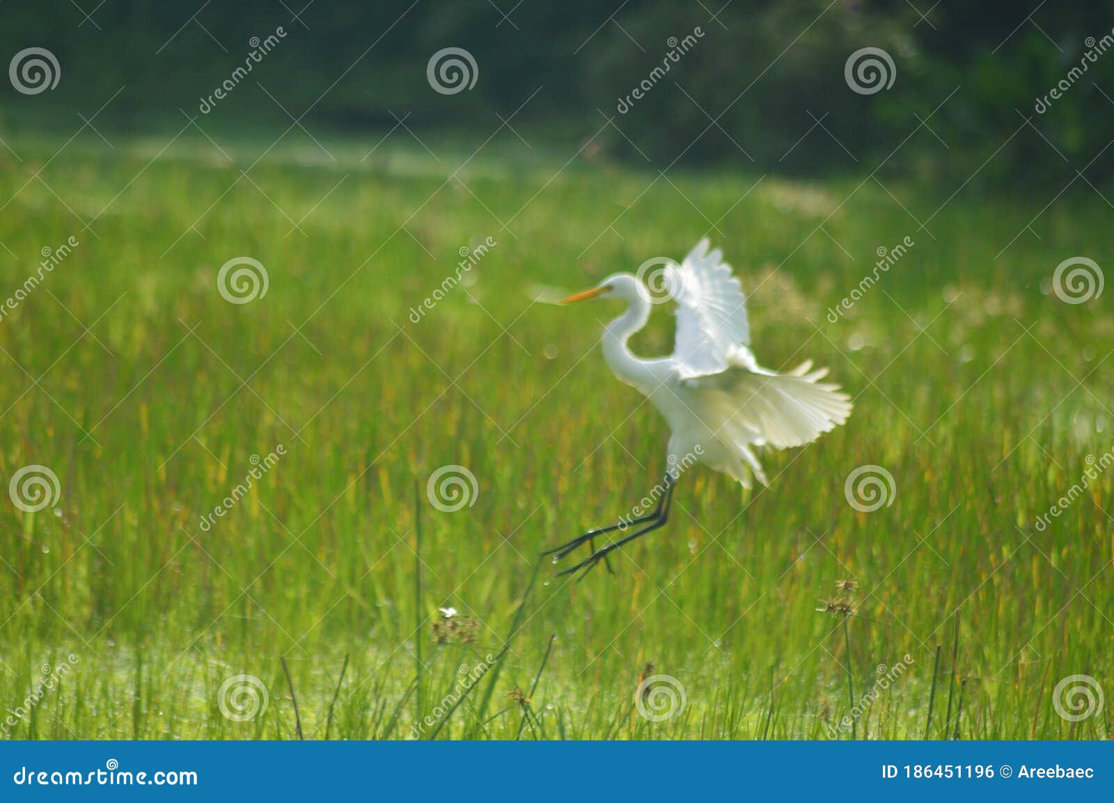 Bird on landing stock photo. Image of wetland, landing - 186451196