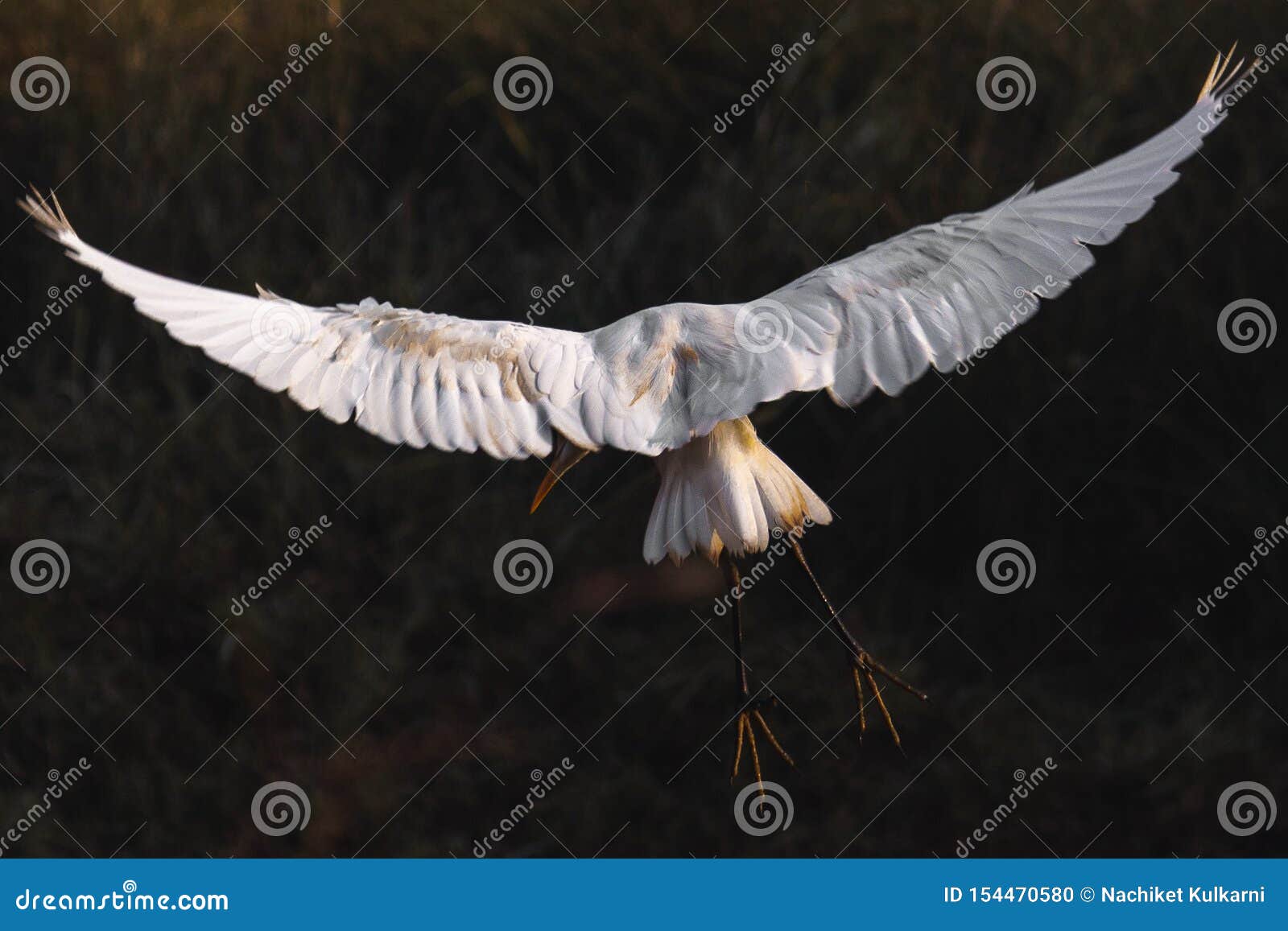 Bird Landing - Flight Mode stock photo. Image of white - 154470580