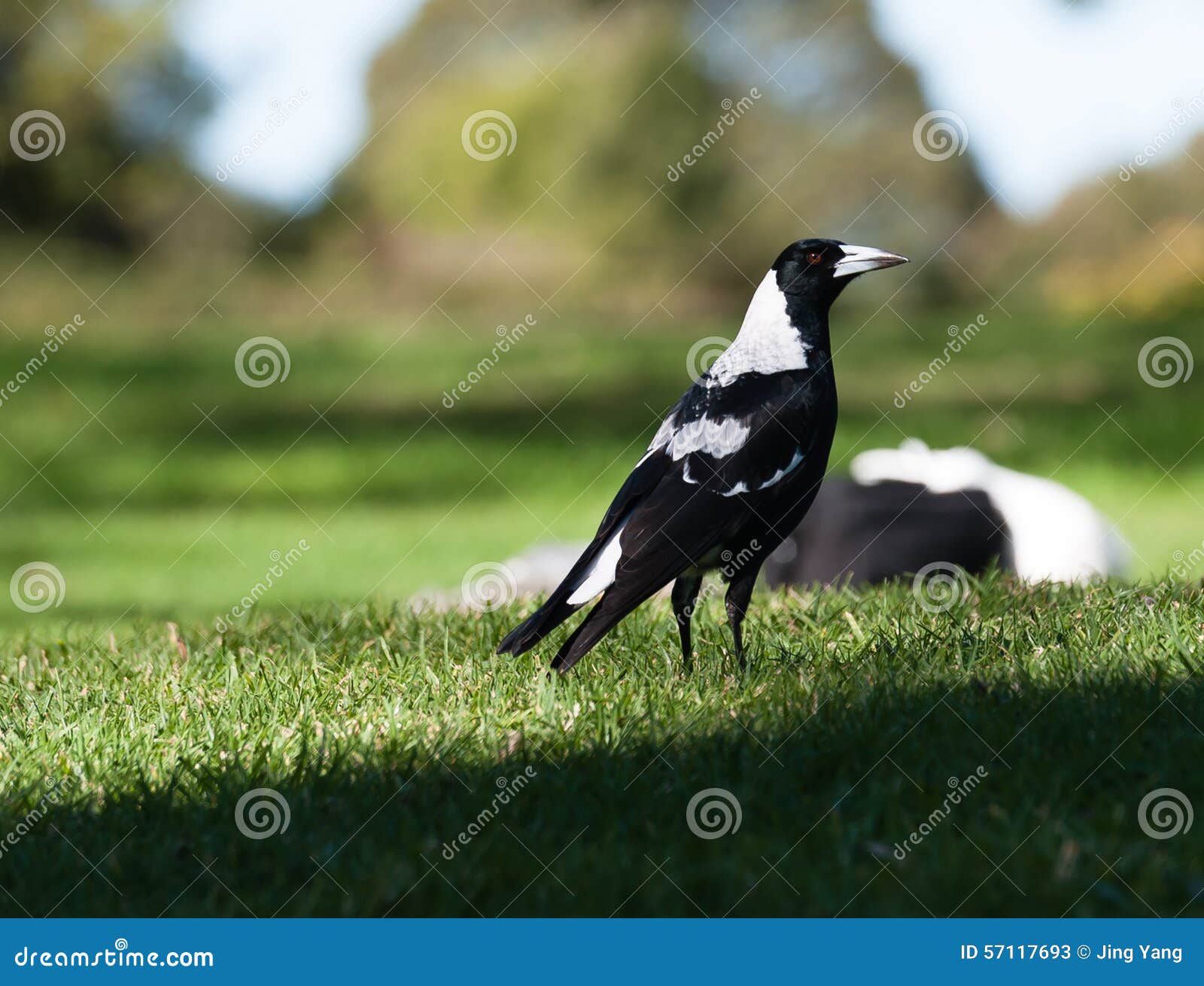 Magpie Landing Grass Stock Photos - Free & Royalty-Free Stock Photos ...
