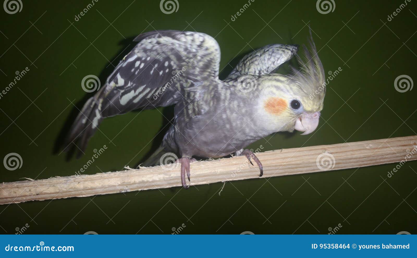 Bird stock photo. Image of love, animals, bird, history - 95358464