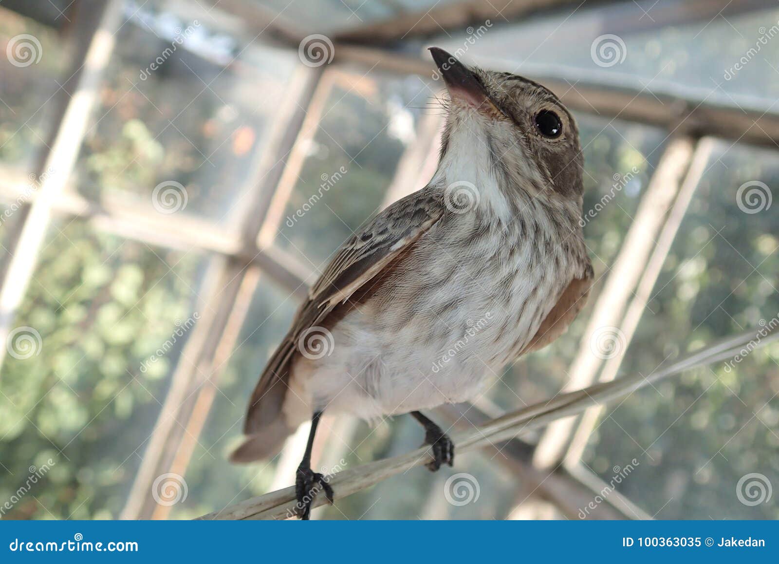 Bird on a laundry wire stock image. Image of animal - 100363035
