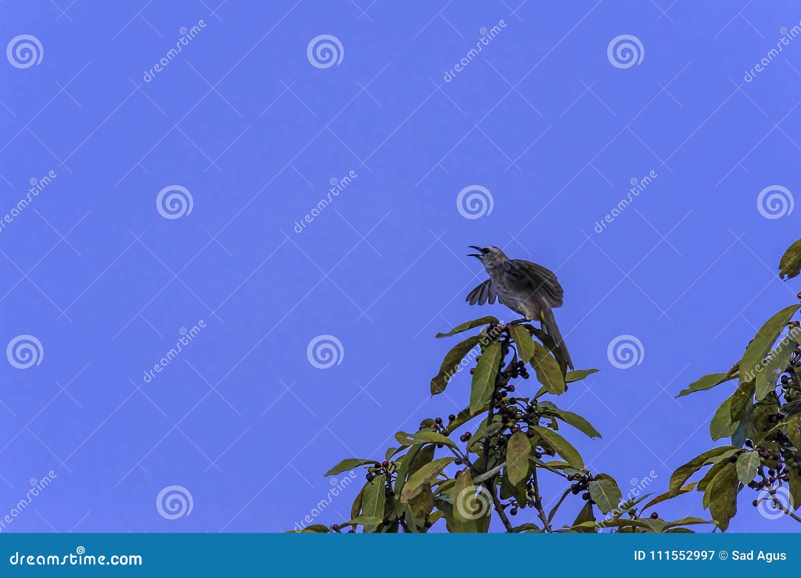 Bird on leaf stock image. Image of nature, isolated - 111552997