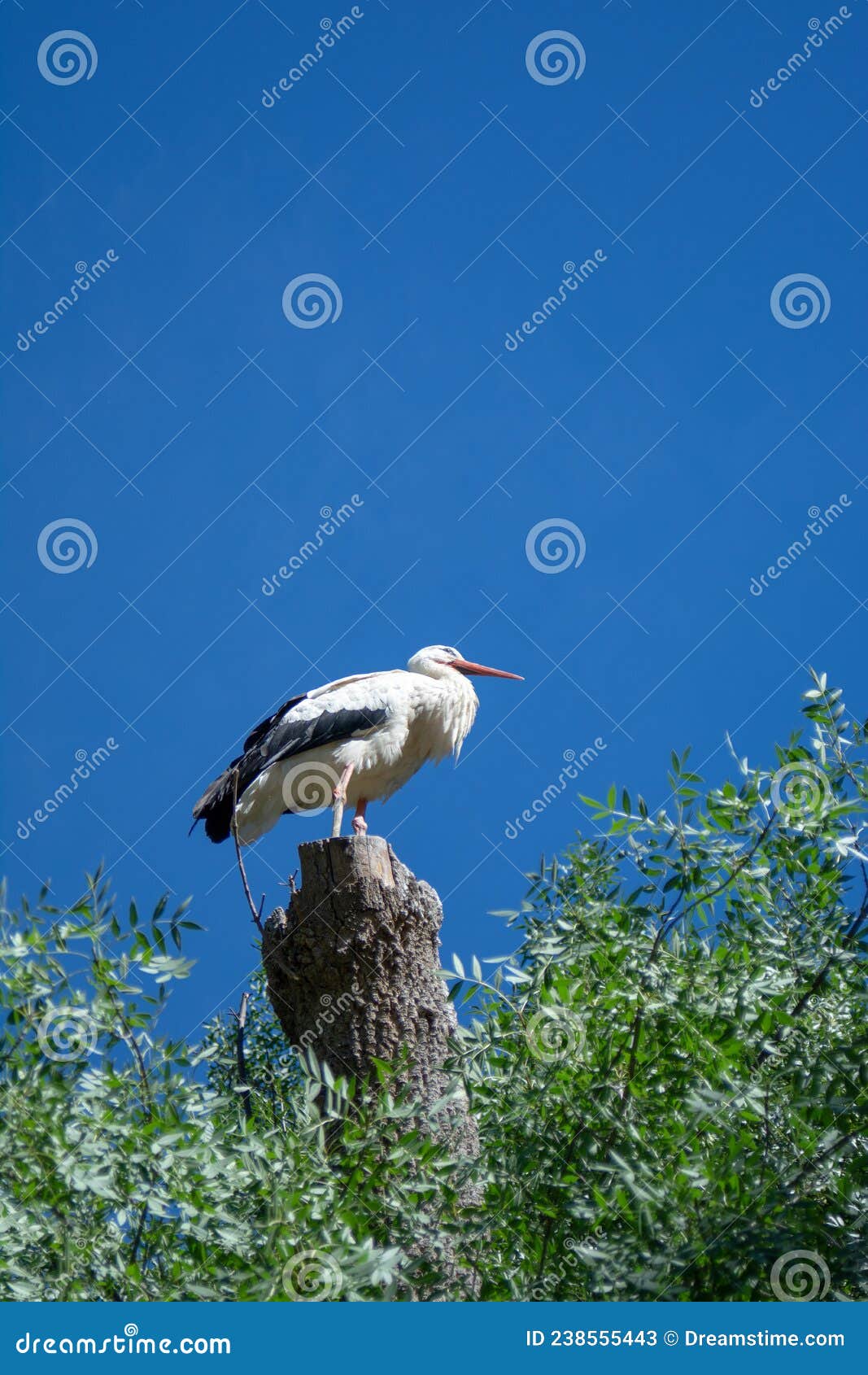 Bird Leaning Down Beneath A Twig Of A Plant In An Attractive Stance ...