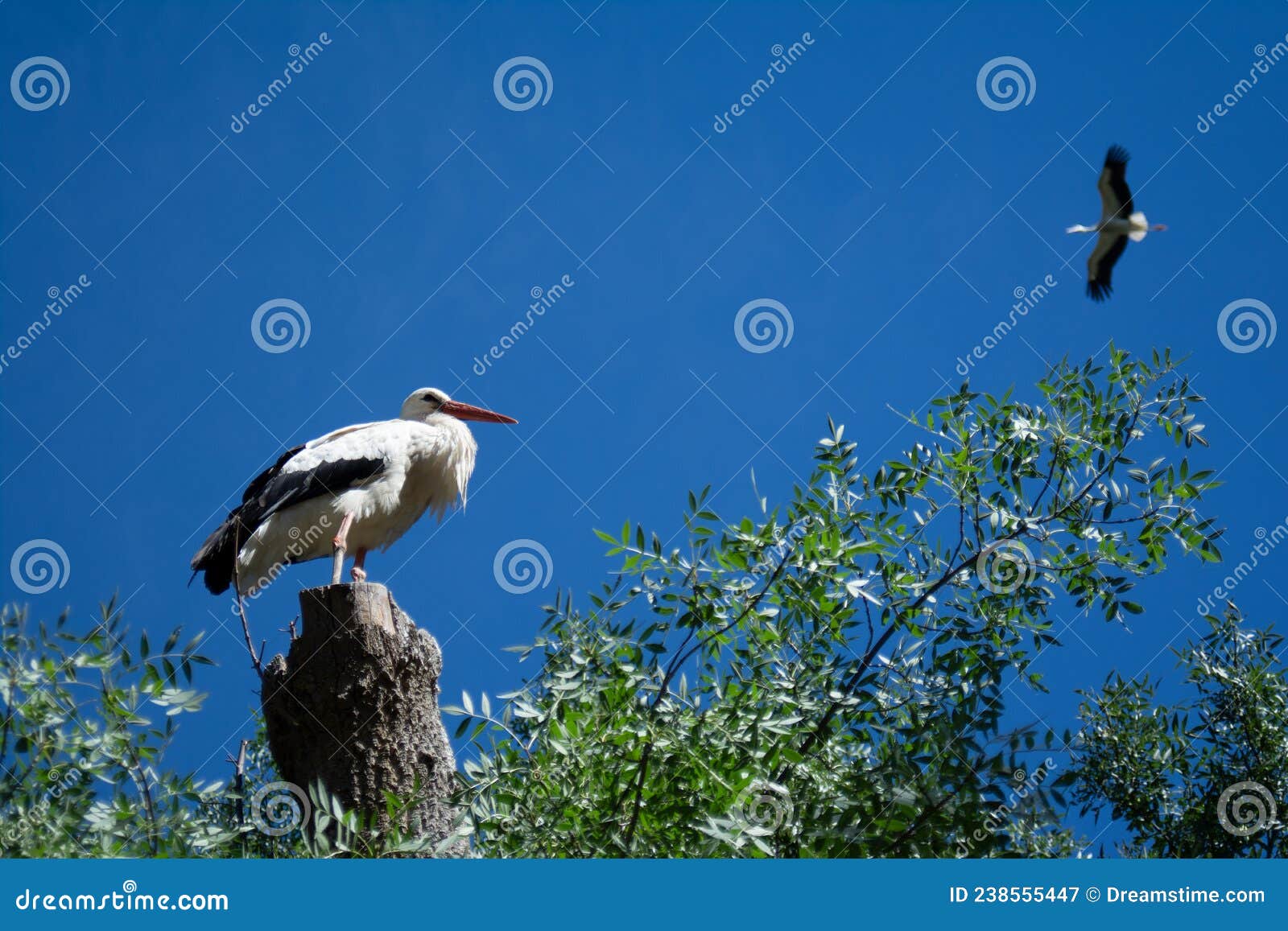 Bird Leaning Down Beneath A Twig Of A Plant In An Attractive Stance ...